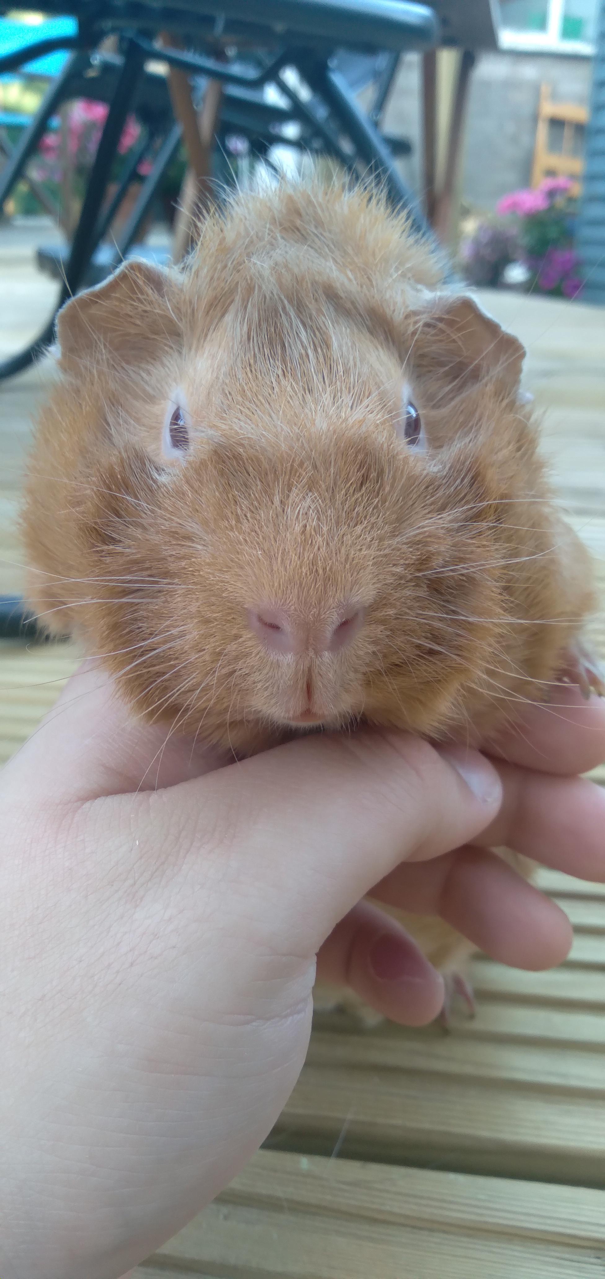 More photos of Peanut | Scrolller