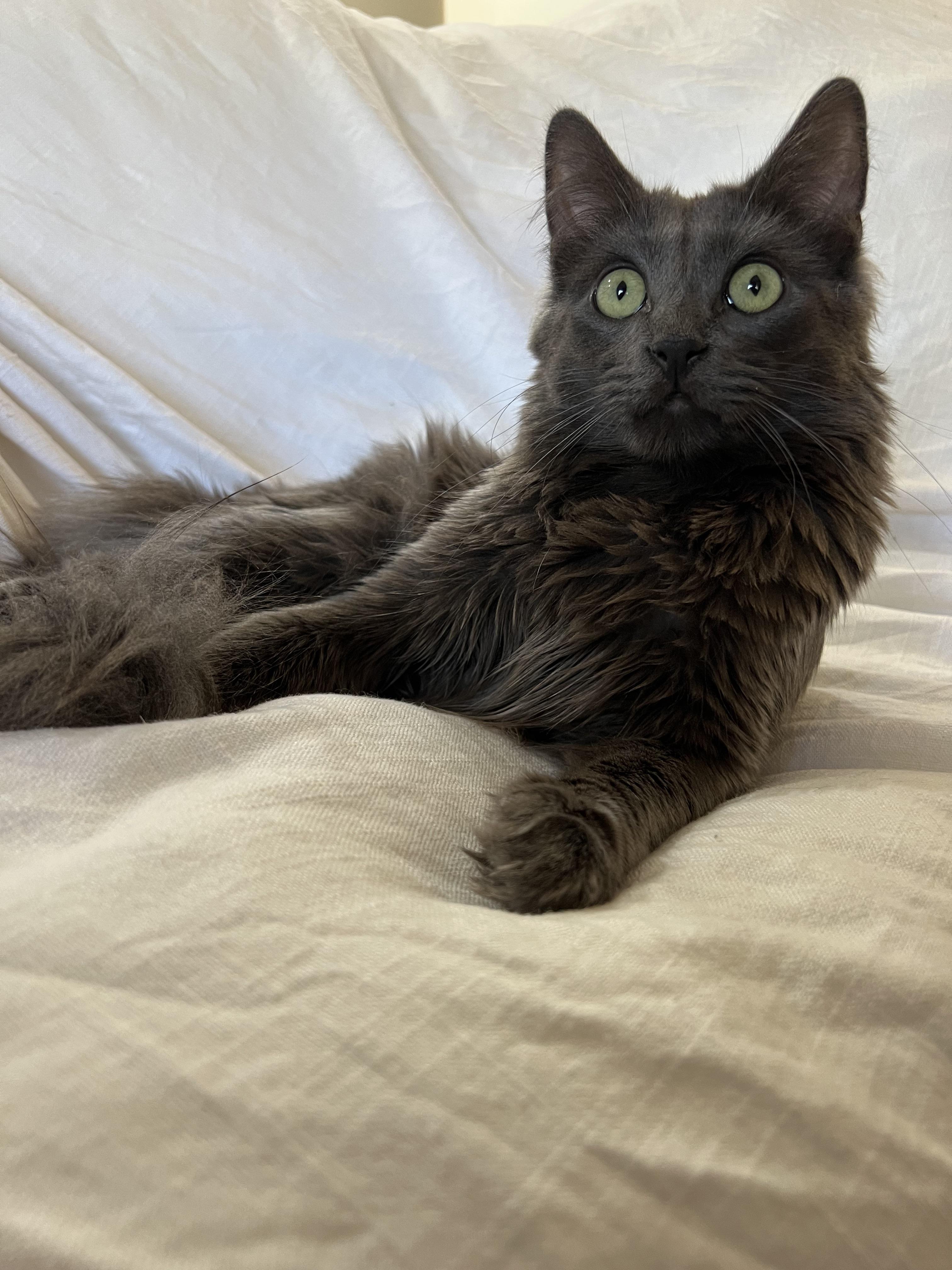 Ozzy and Otto 🥰 | Scrolller