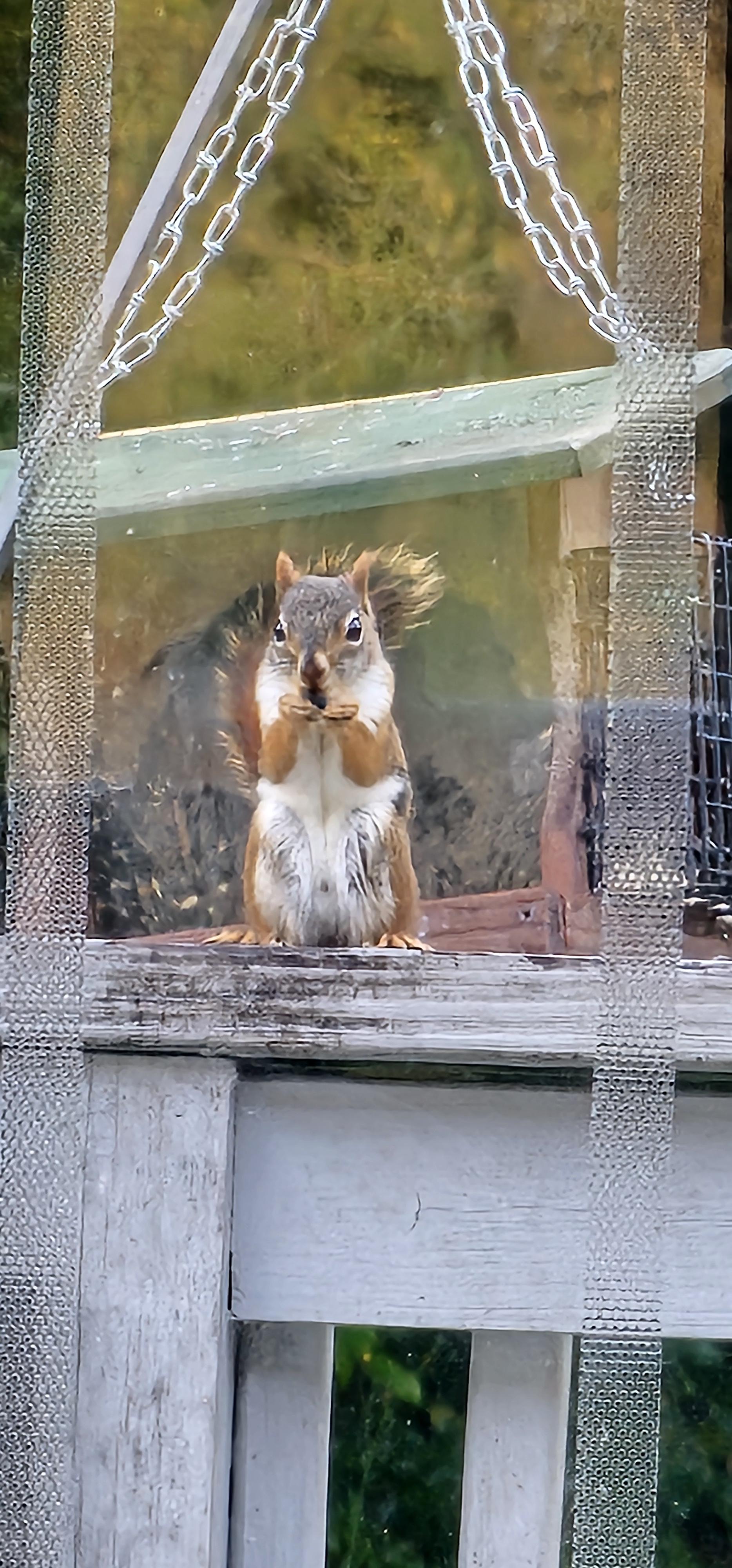 Red Squirrels Gone | Scrolller