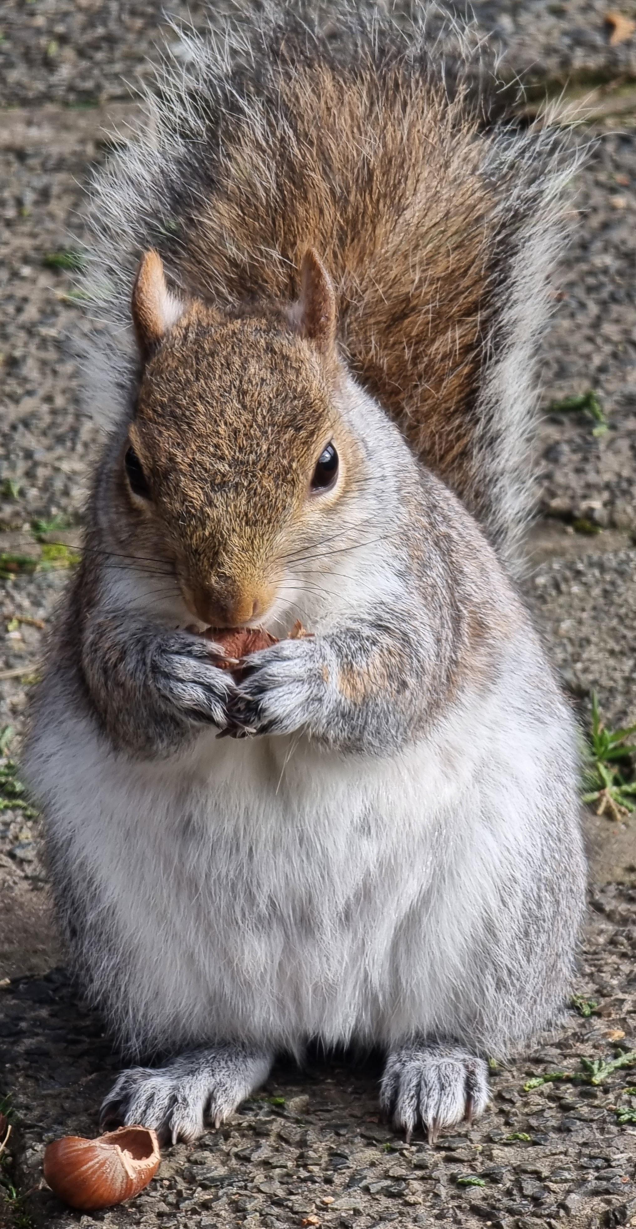 Chonky or pregnant? | Scrolller