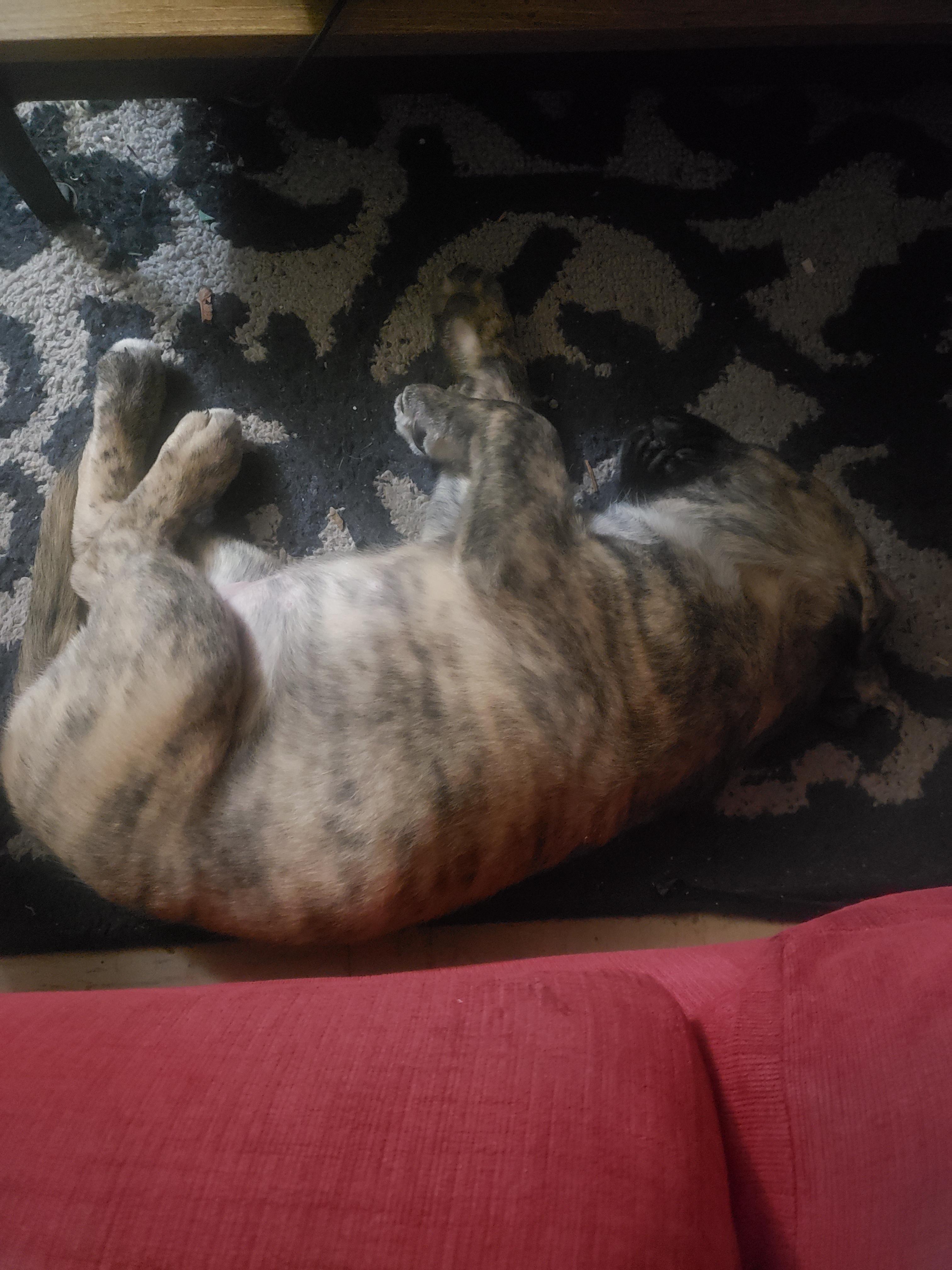 Discover more like Dogpictures: The babiest Valkyrie and Related Content | Scrolller