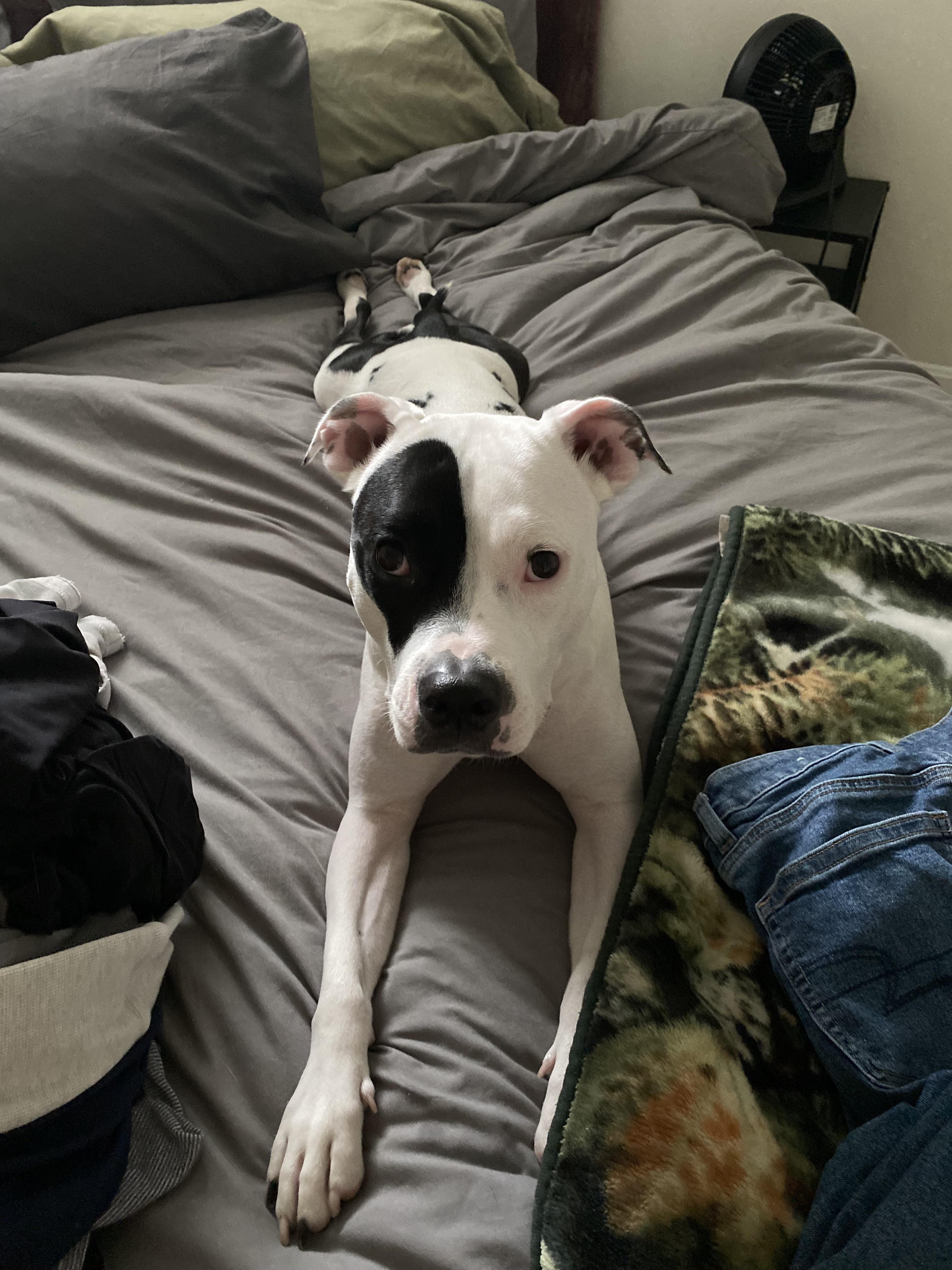 Sploot compilation | Scrolller