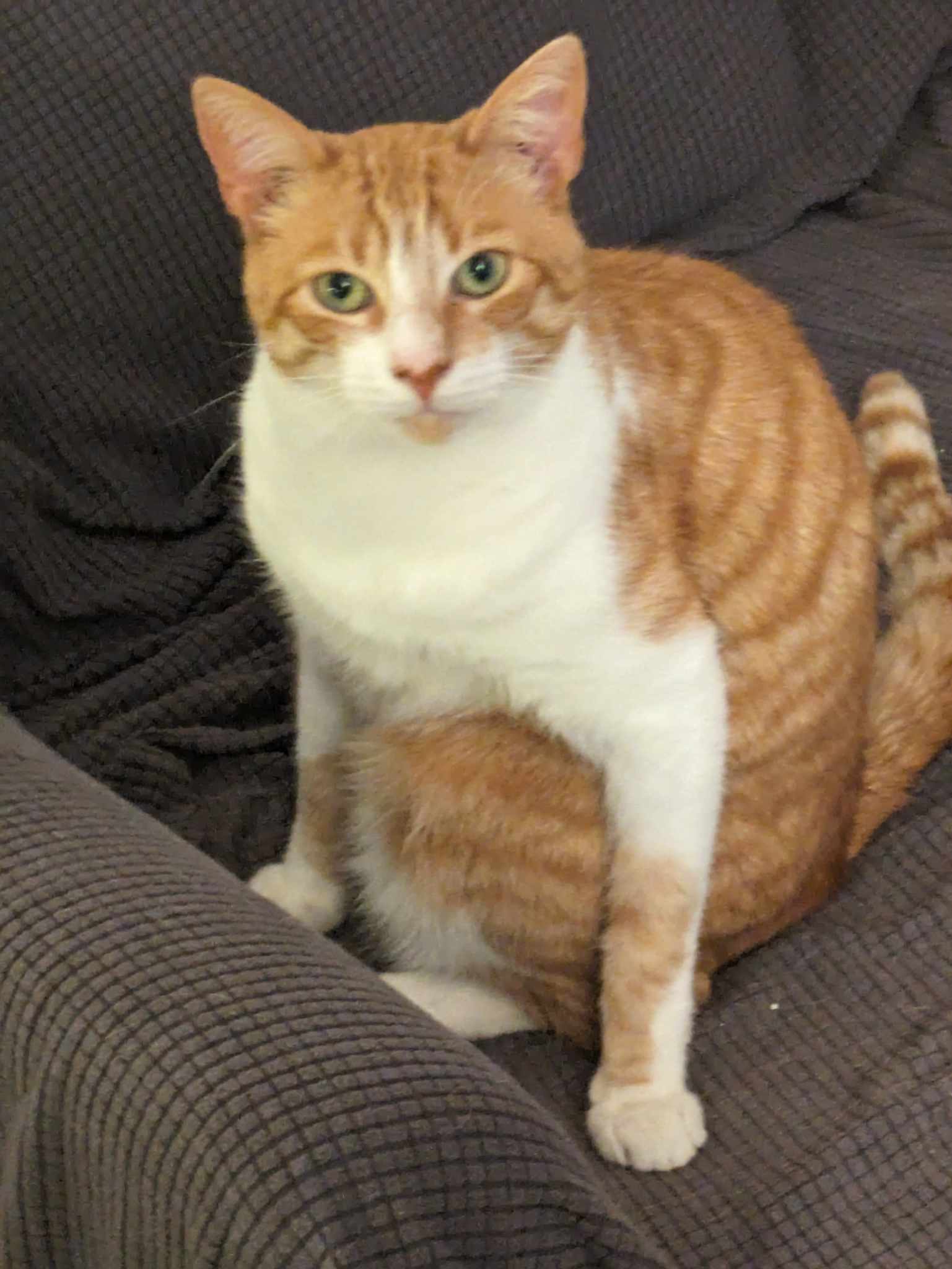 Second batch of pictures of the weird sitting orange monster | Scrolller