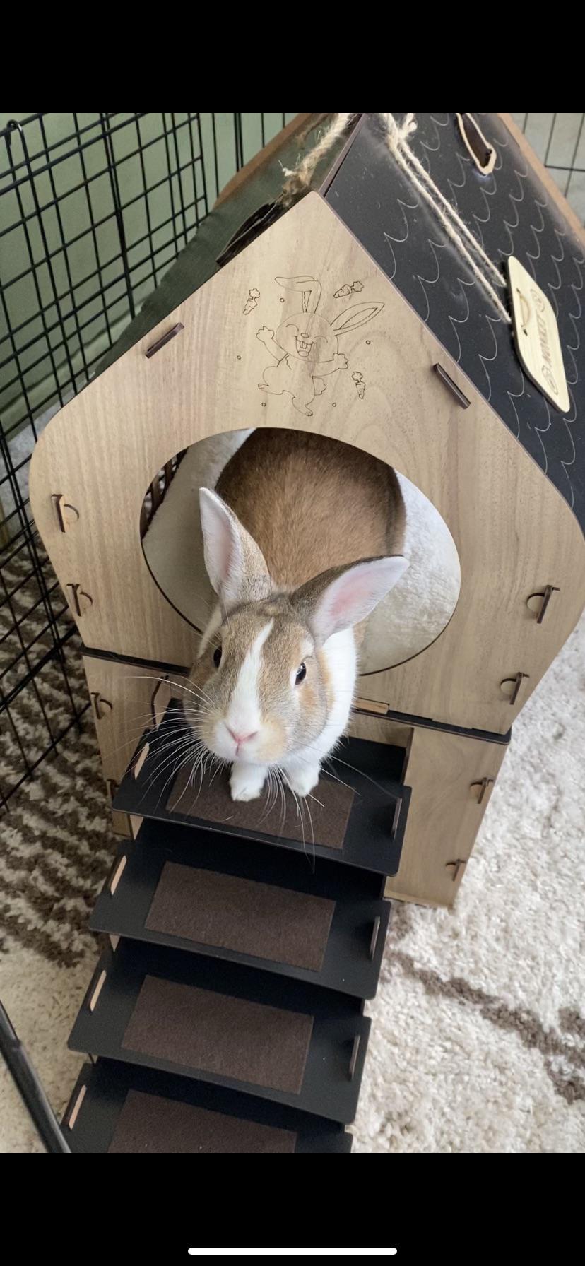 Bunny setup upgrade! | Scrolller