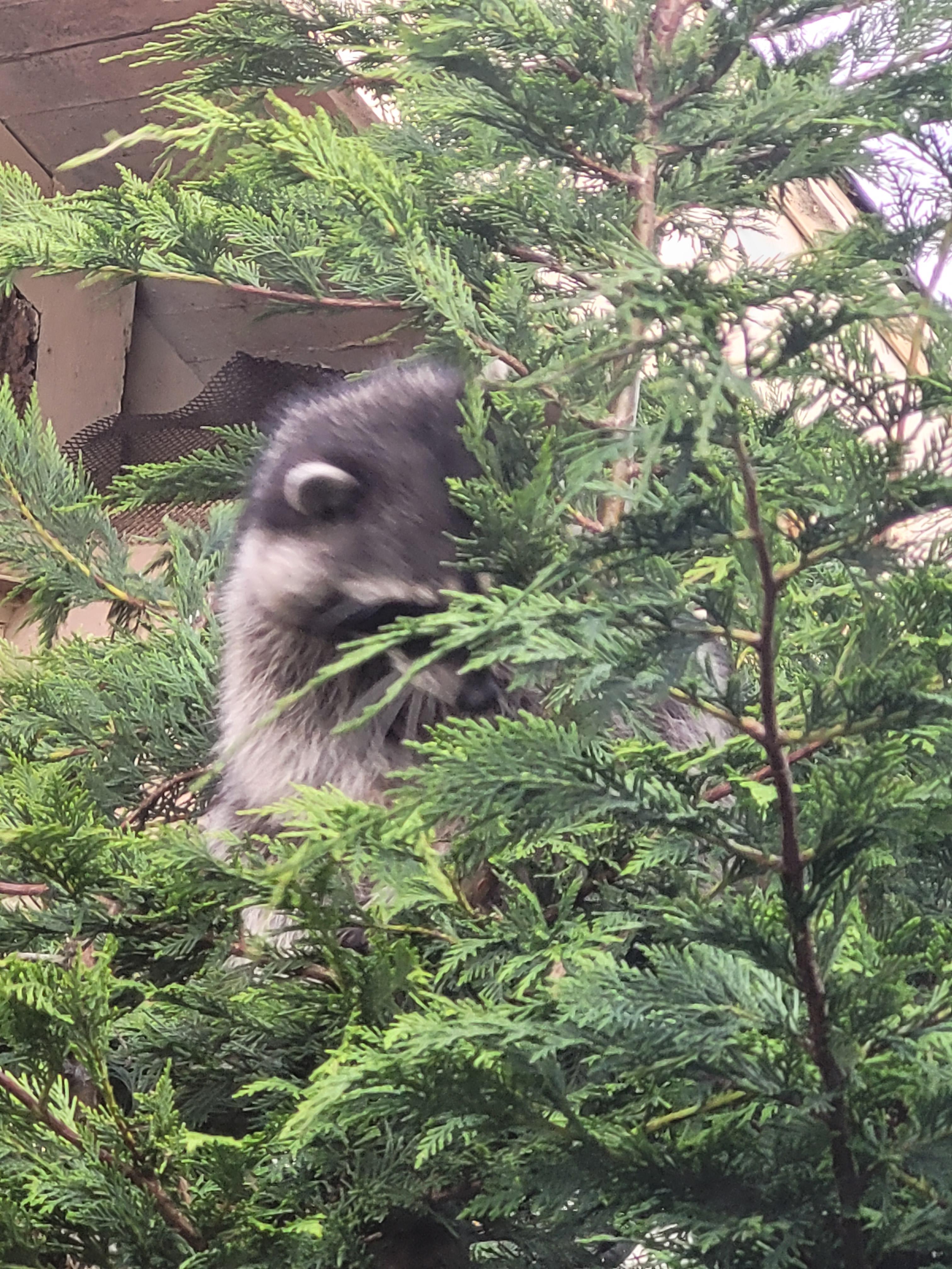 (OC) Trash Panda yawning after taking a nap in our tree | Scrolller