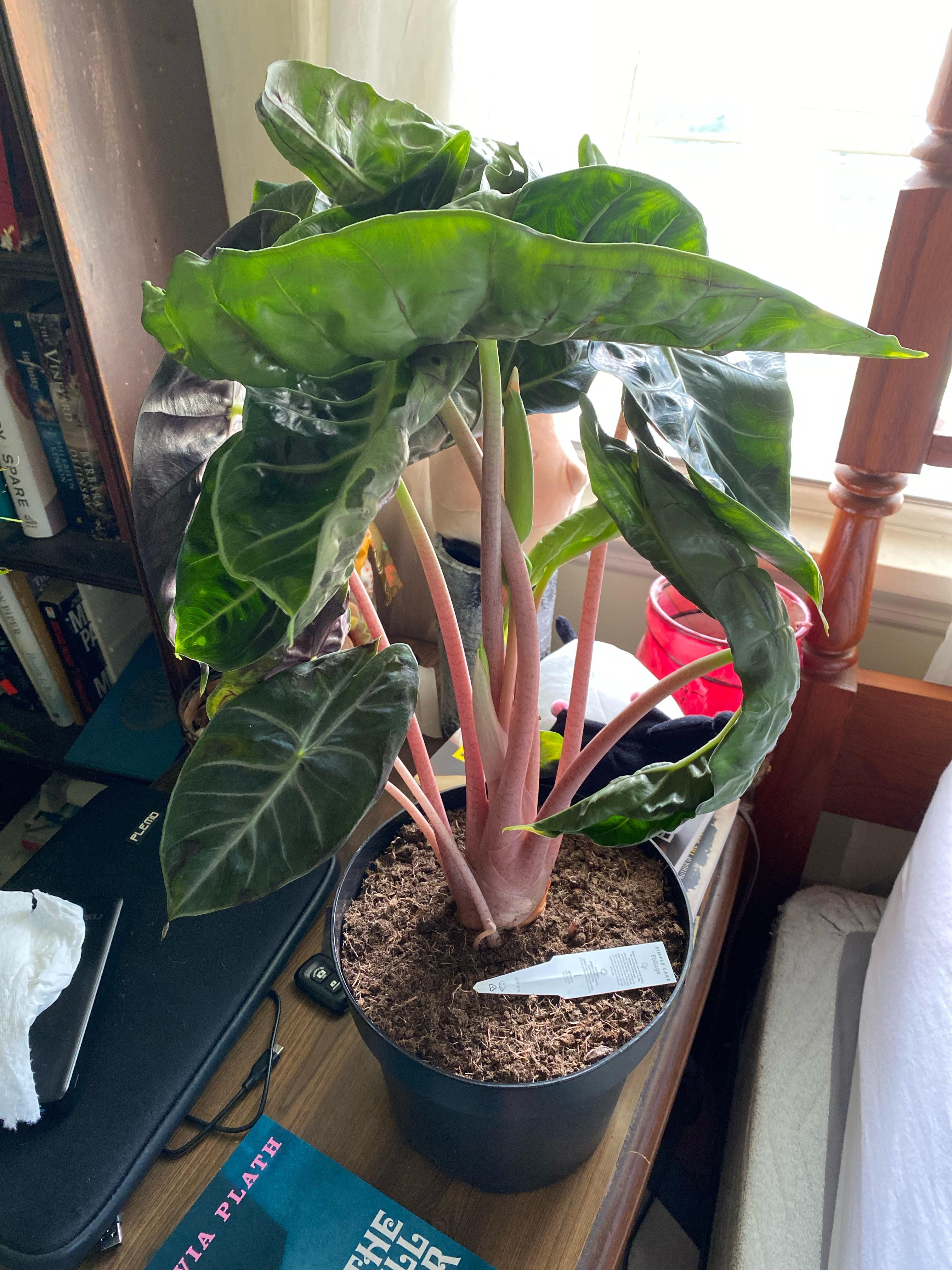 Help identifying please! | Scrolller