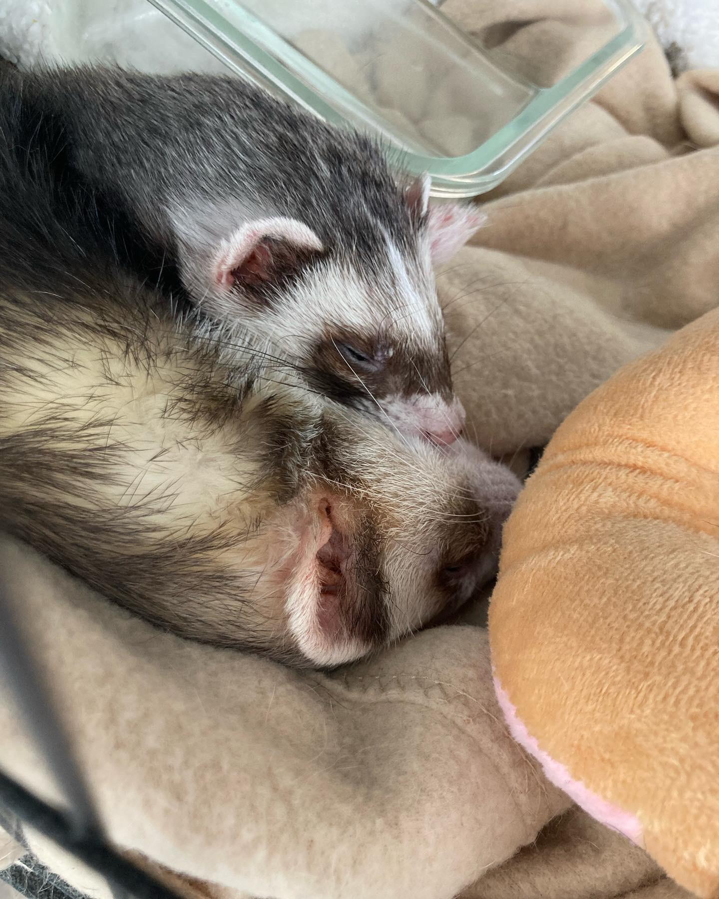 My ferts: Flower, Homi, Bonnie | Scrolller