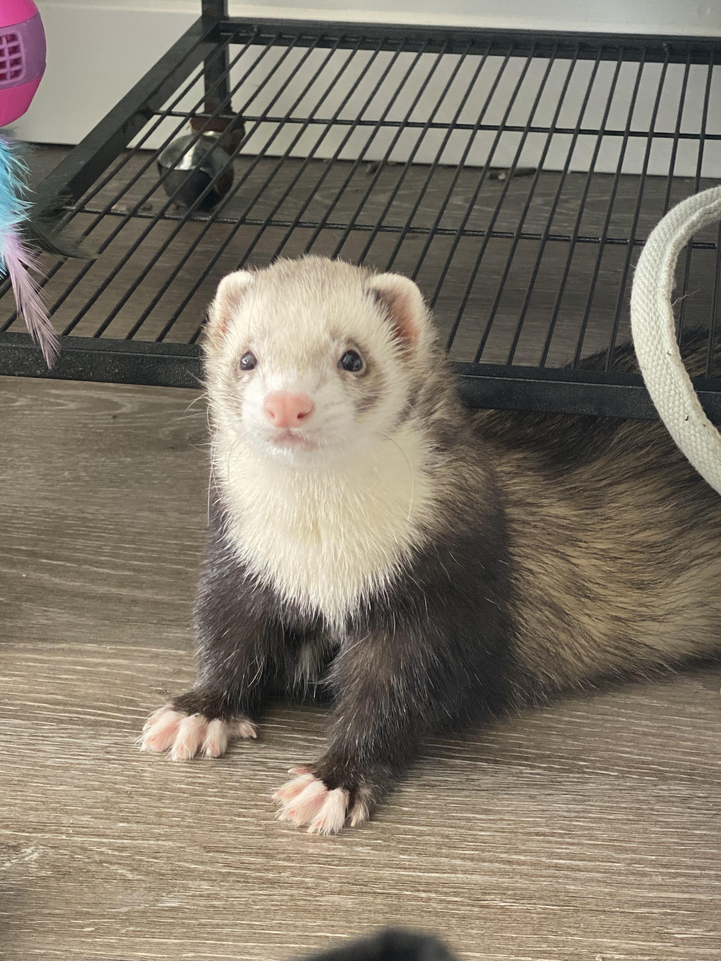 My ferts: Flower, Homi, Bonnie | Scrolller