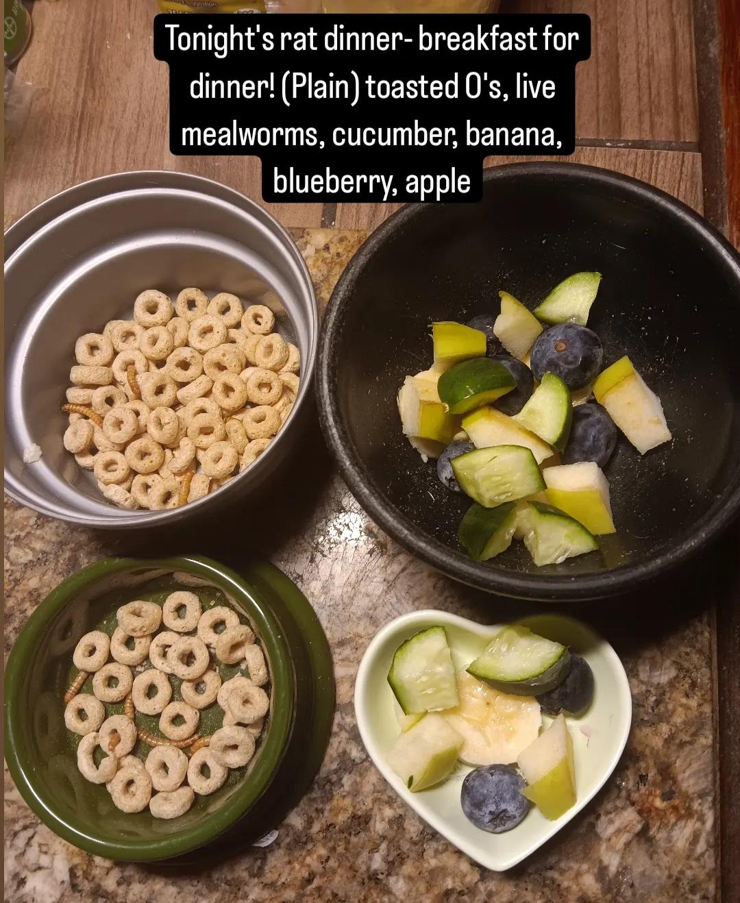 Share your fun rat dinners? | Scrolller