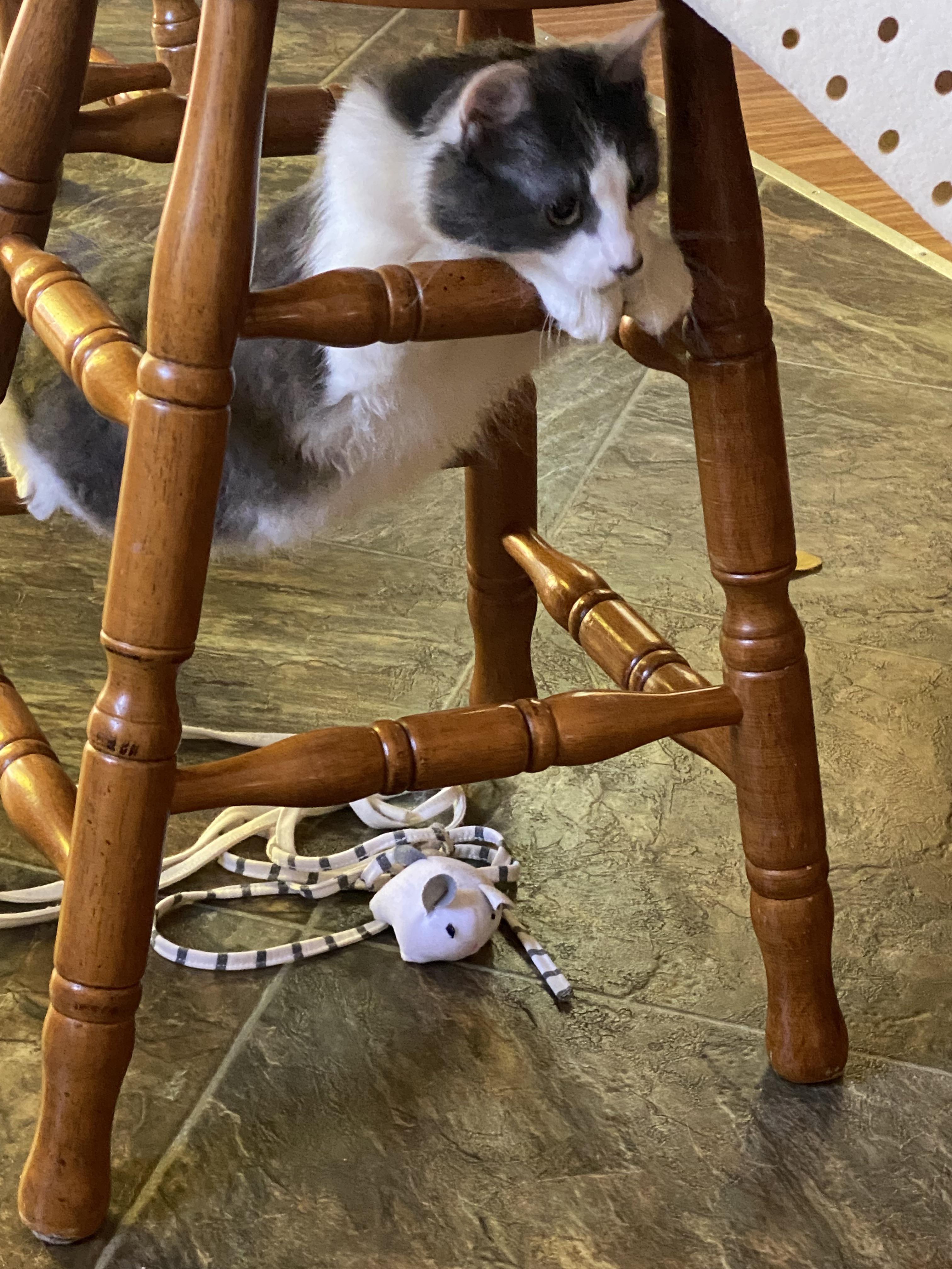 Chairs/stools work as a combo trap & jail. | Scrolller