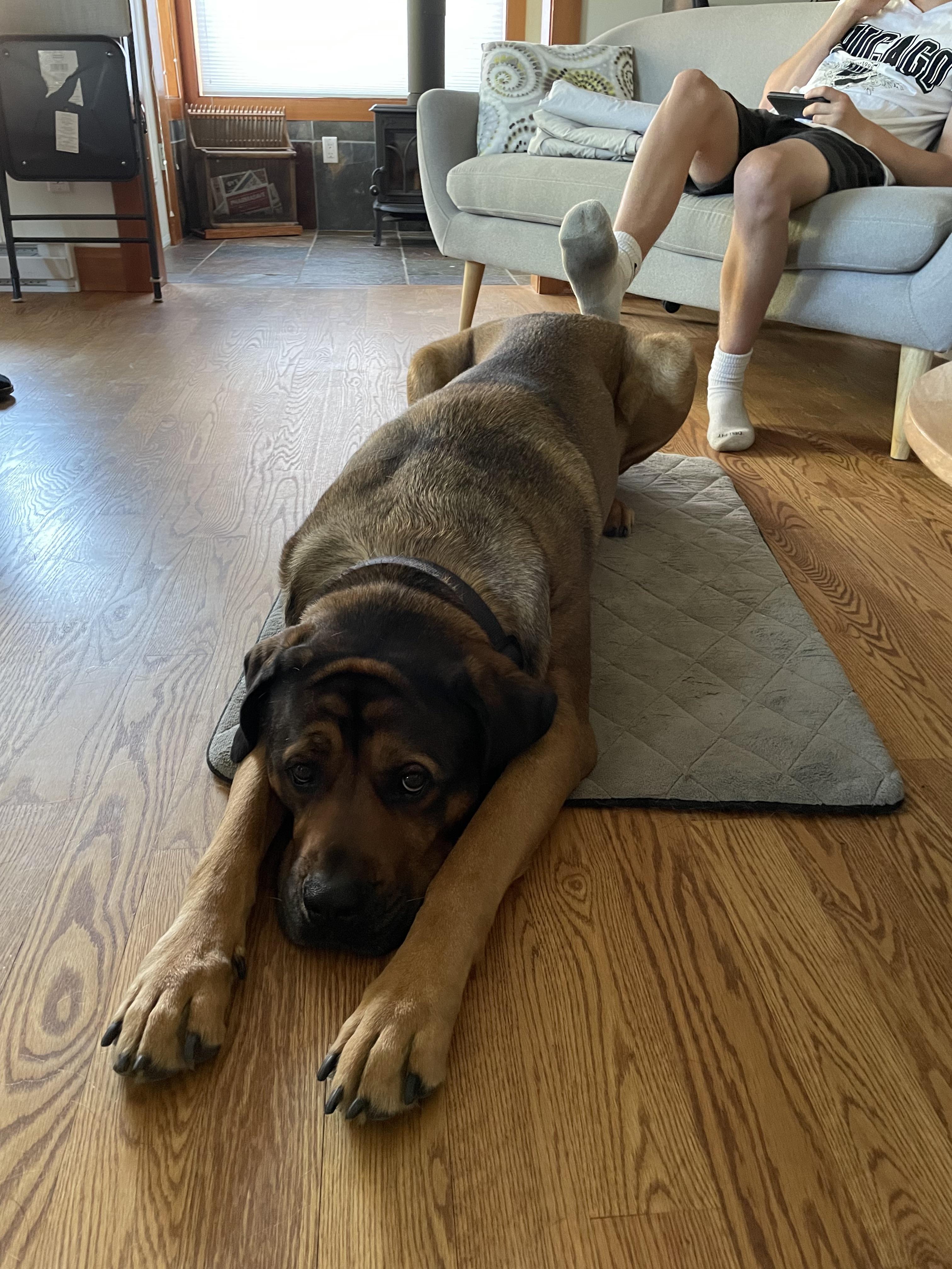 Thought this was the perfect time to post my rott/mastiff | Scrolller