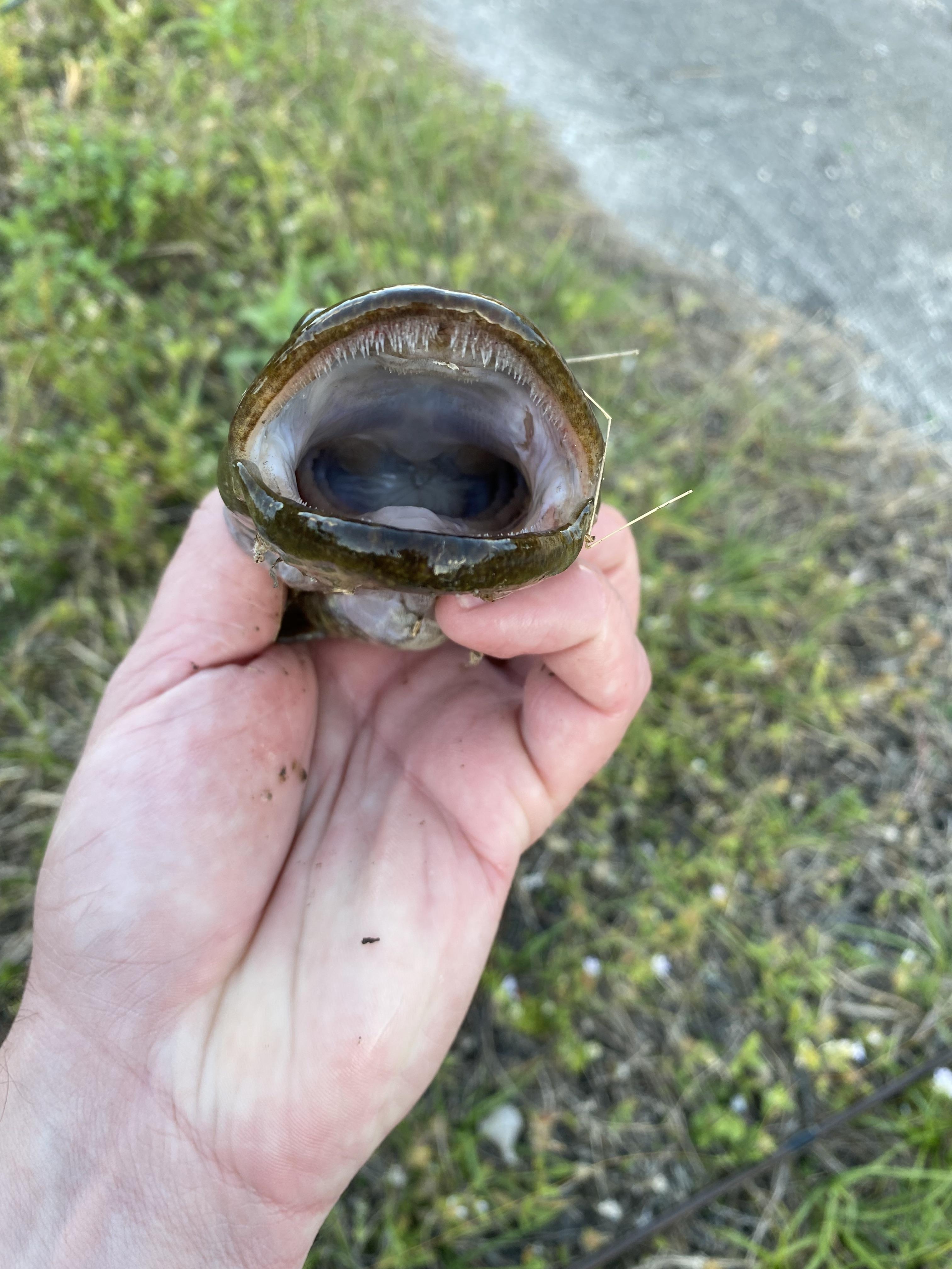 Uncommon native species I rarely catch here in south Florida, Bigmouth Sleeper | Scrolller