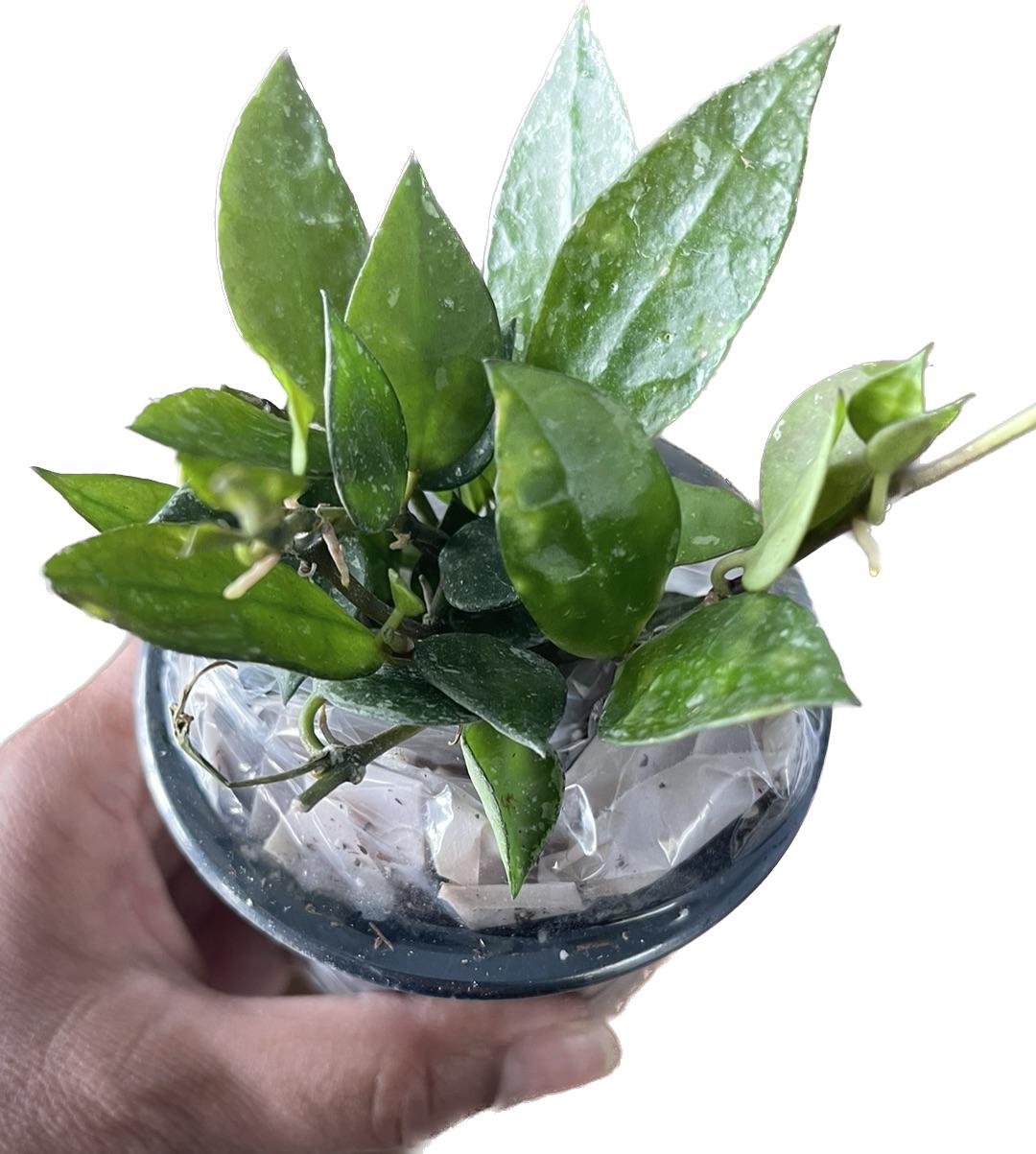 Hoya Krohniana Splash Progress Pics | Scrolller