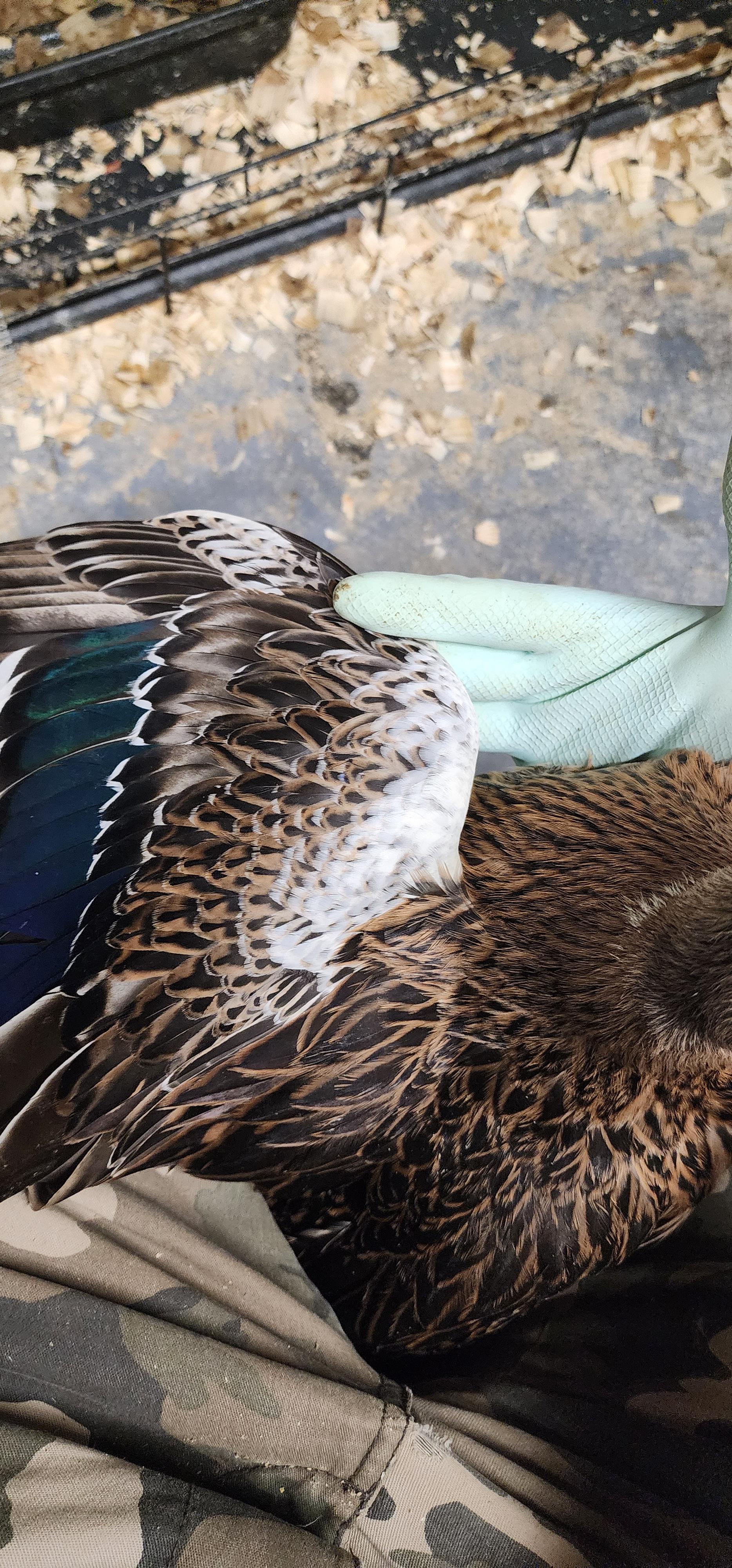 Breed ID? | Scrolller