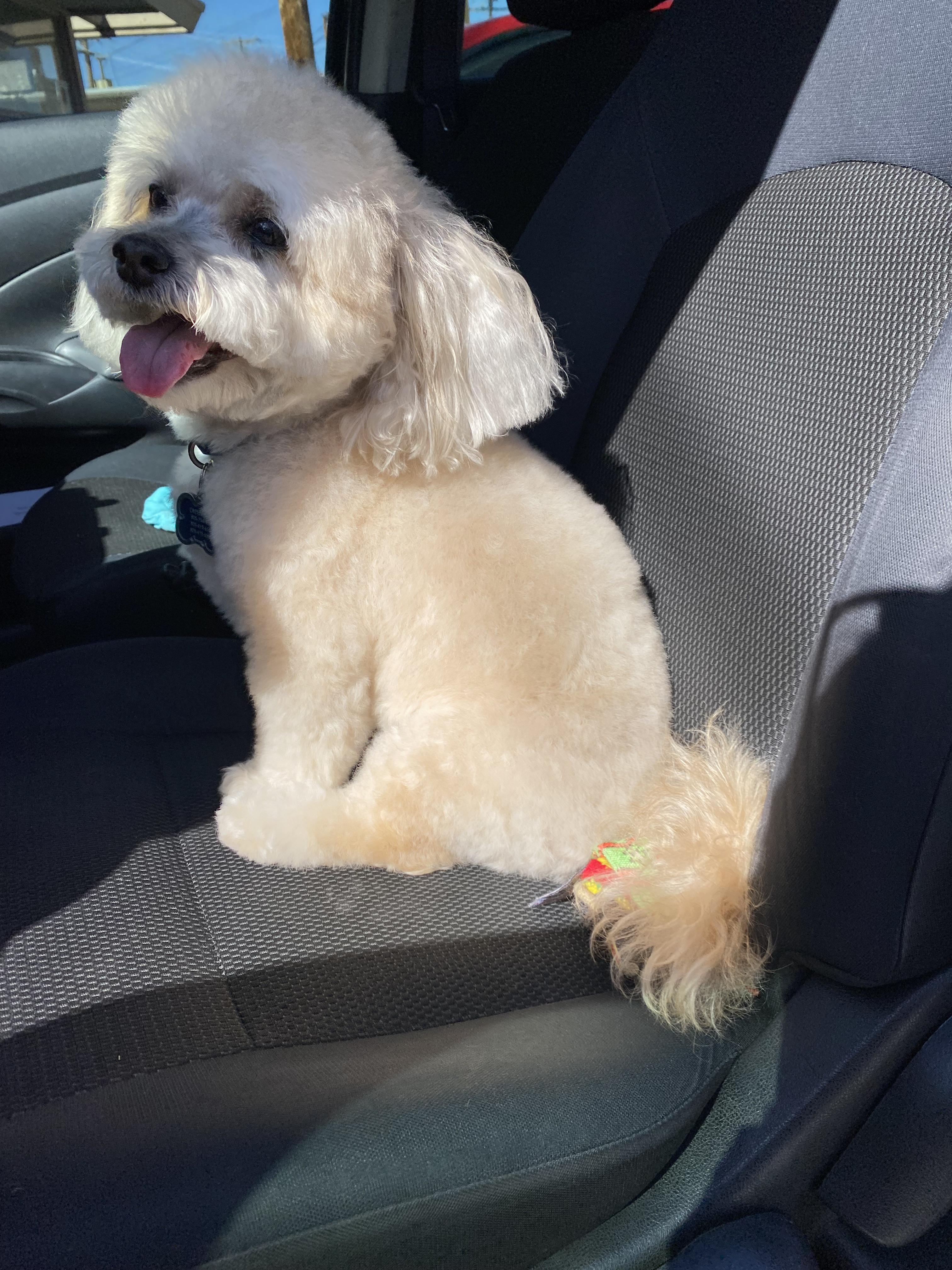 Before and after grooming. 🤣 | Scrolller