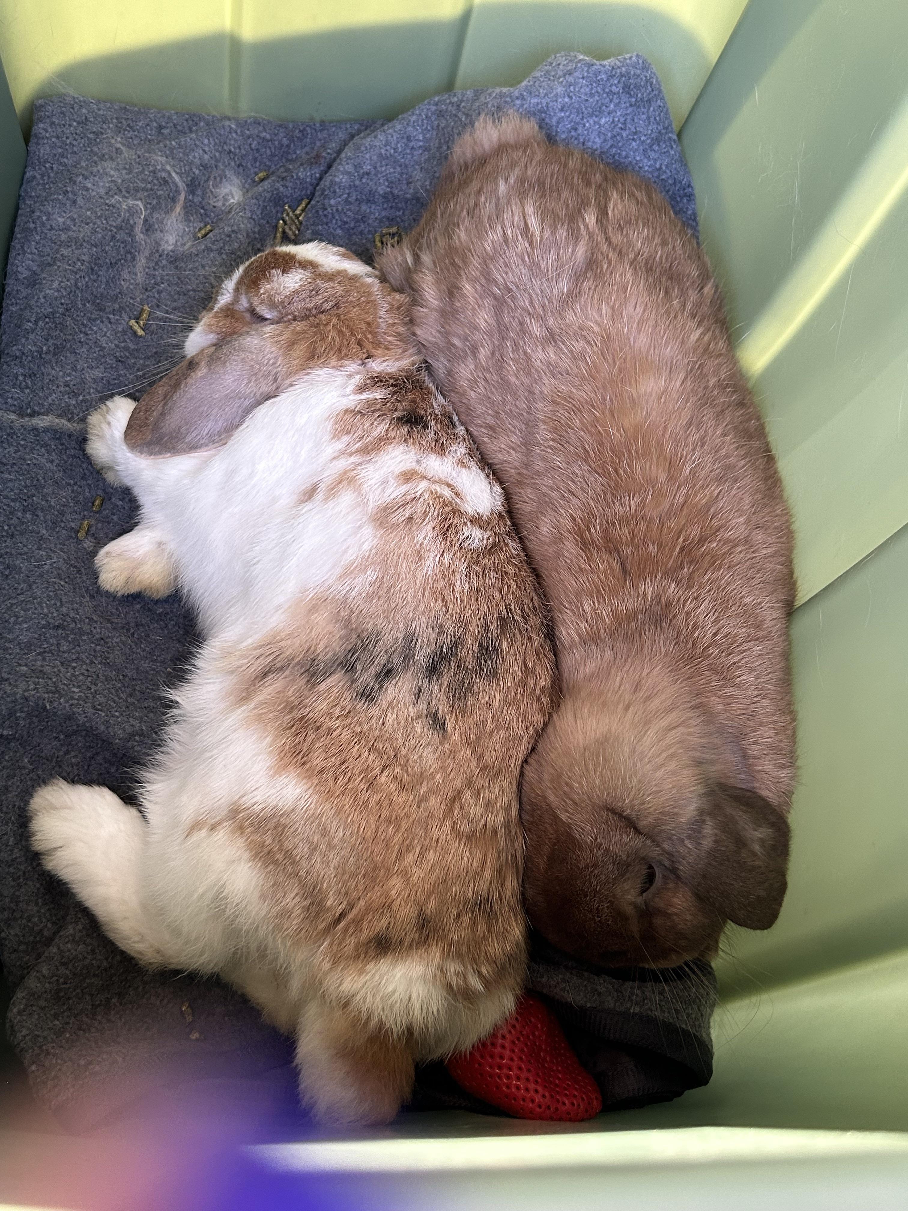 My new babies | Scrolller