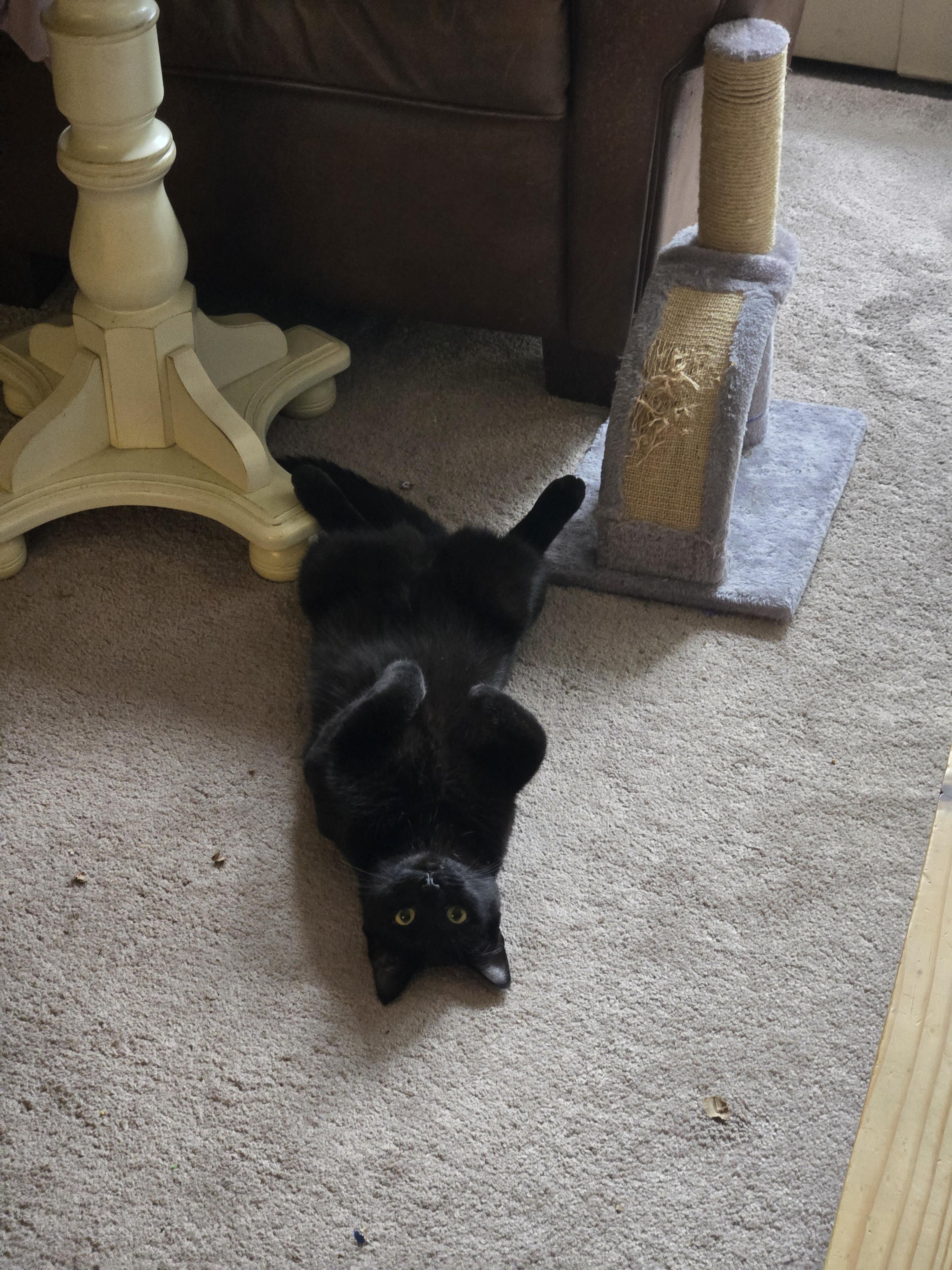 My first house panther | Scrolller