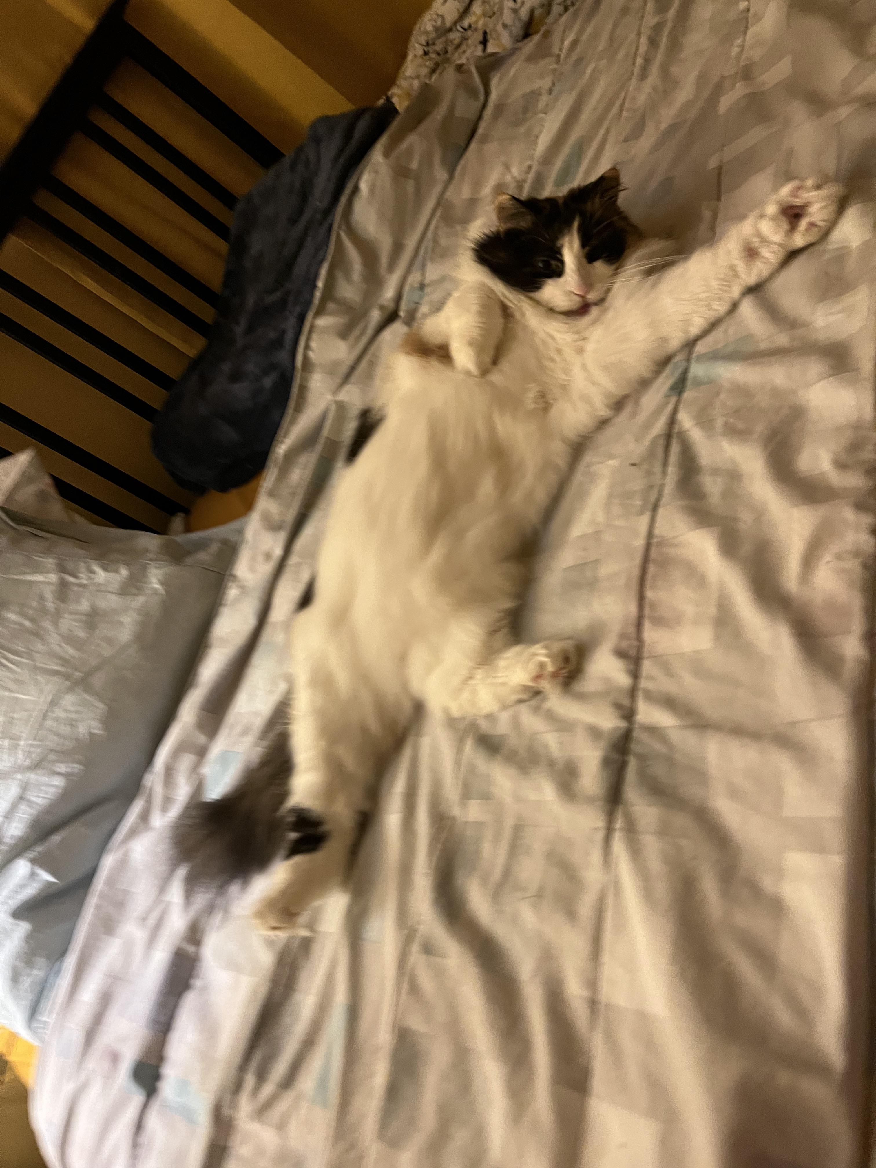 Colorful Calico shows pure white belly. | Scrolller