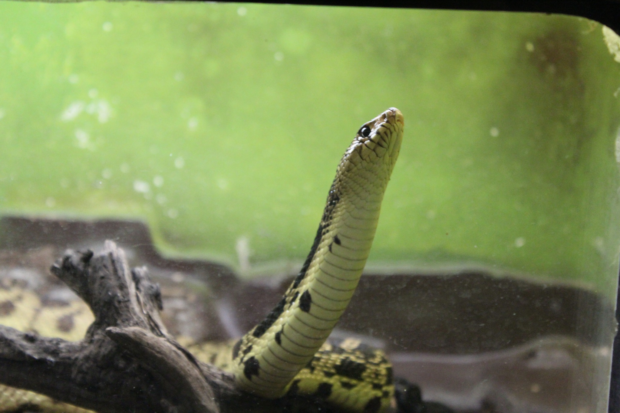 Various Snakes at Memphis Zoo | Scrolller