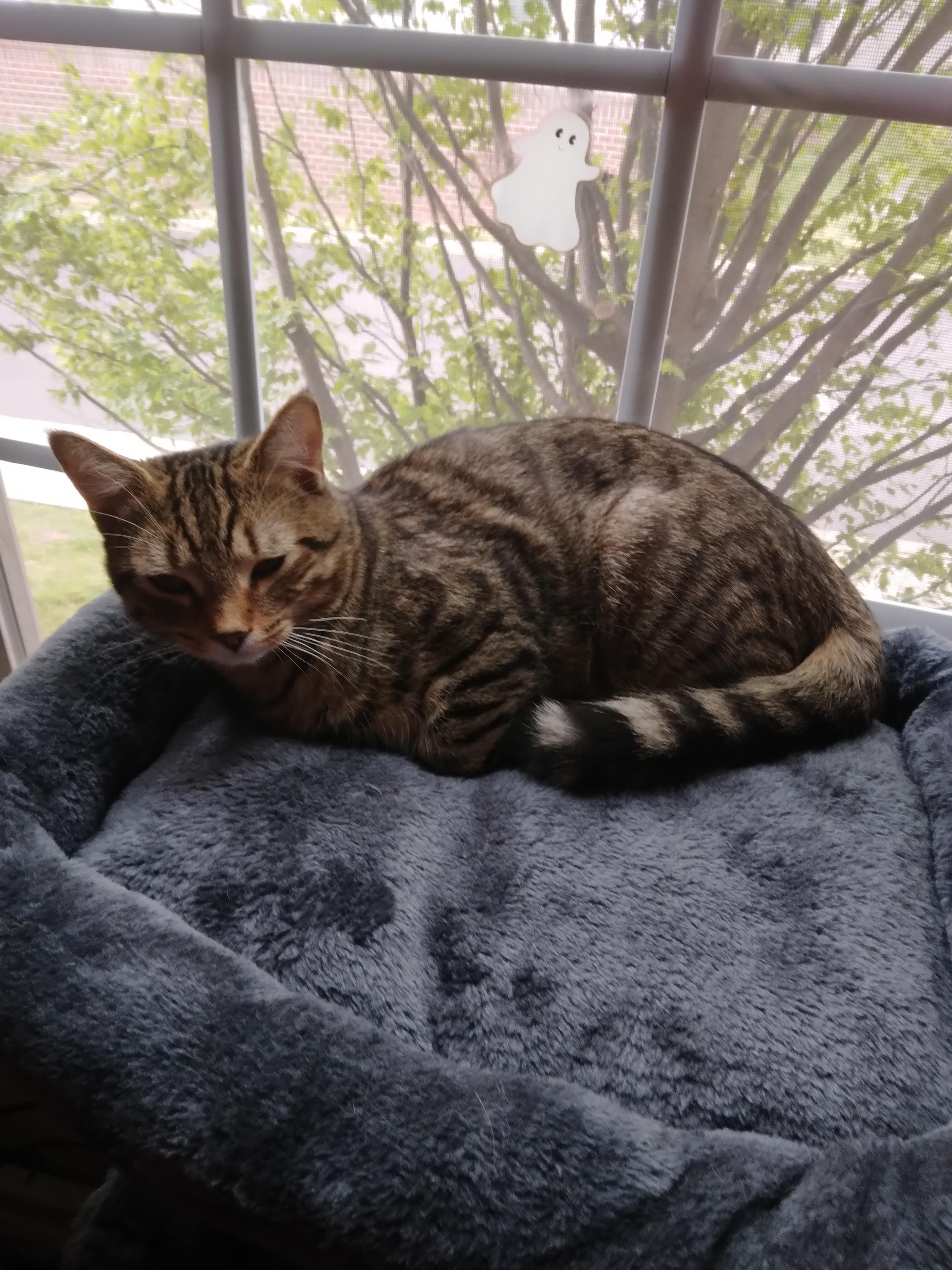 Discover more like Aww: [OC] My cat just chilling and Related Content | Scrolller