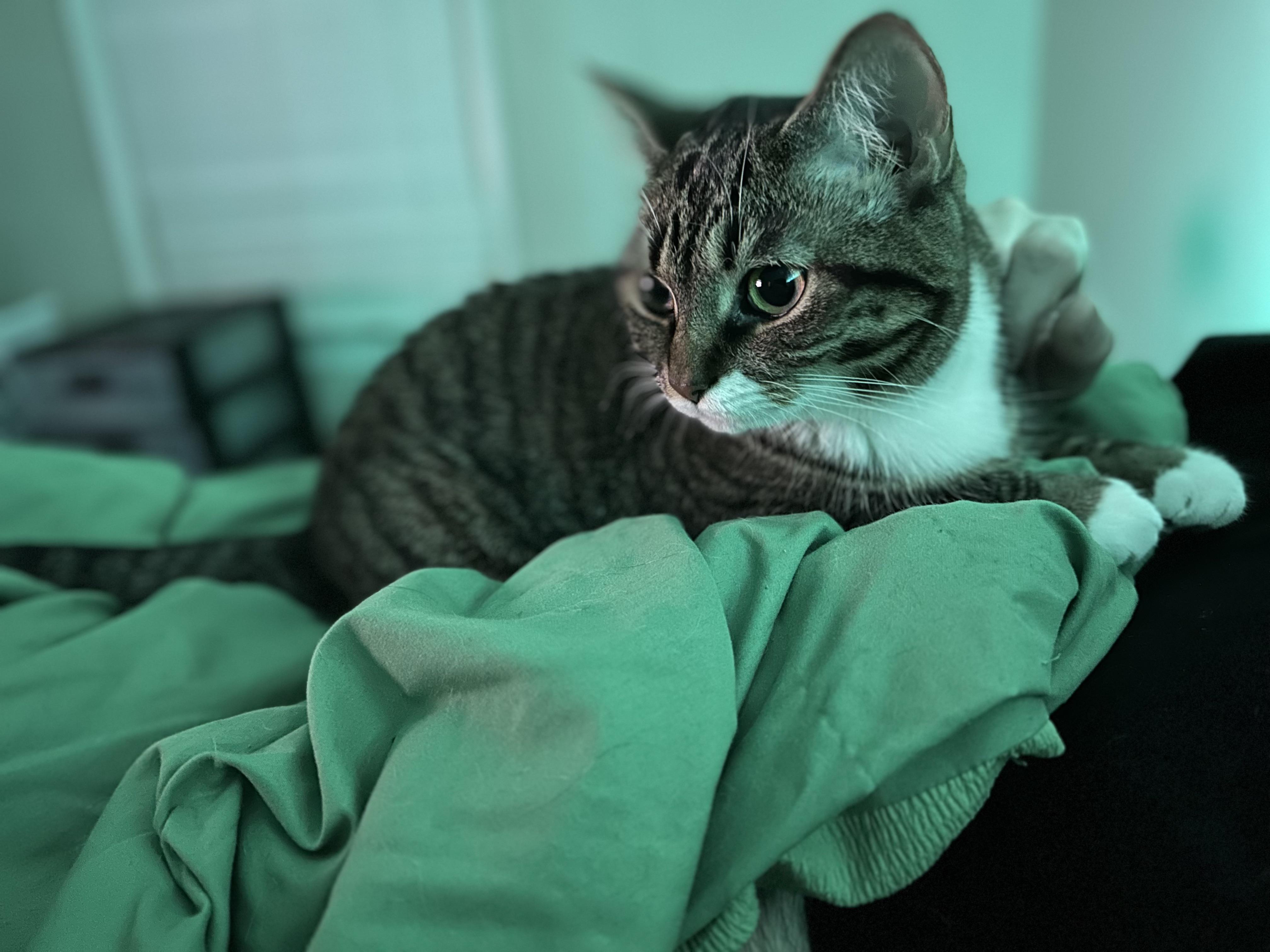 Biscuit is such a sweetie | Scrolller