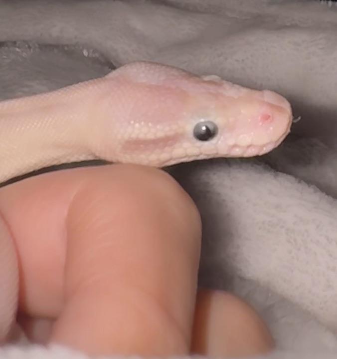 Peely skin on snoot? | Scrolller