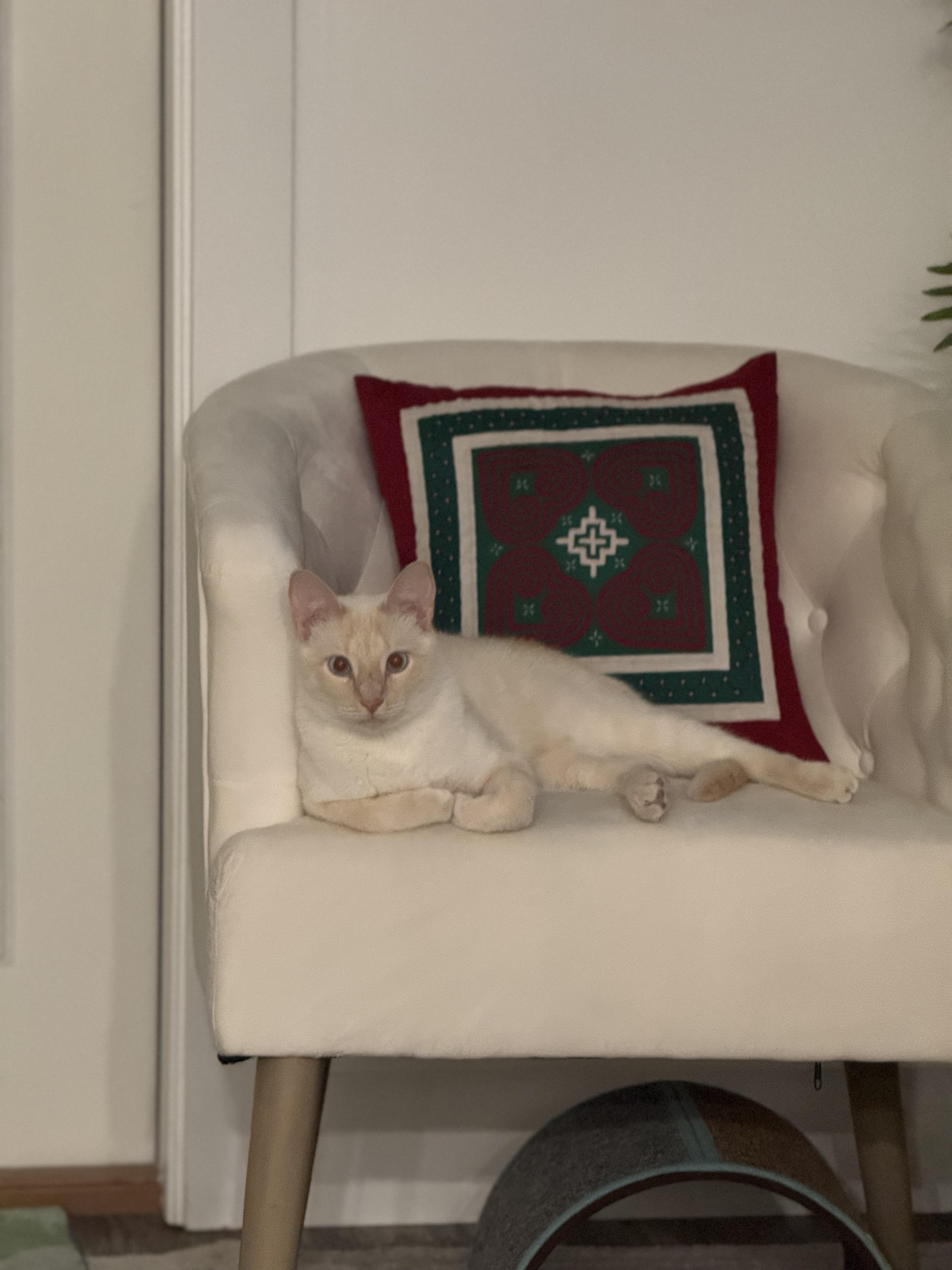 Discover more like Aww: Salty (white lab) & River (Flame point siamese) and Related Content ...