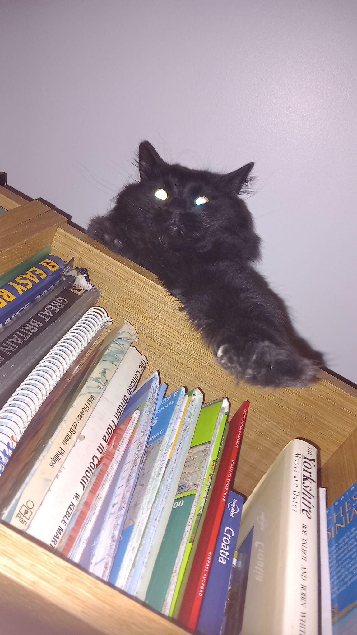 Kasper's bookshelf now | Scrolller