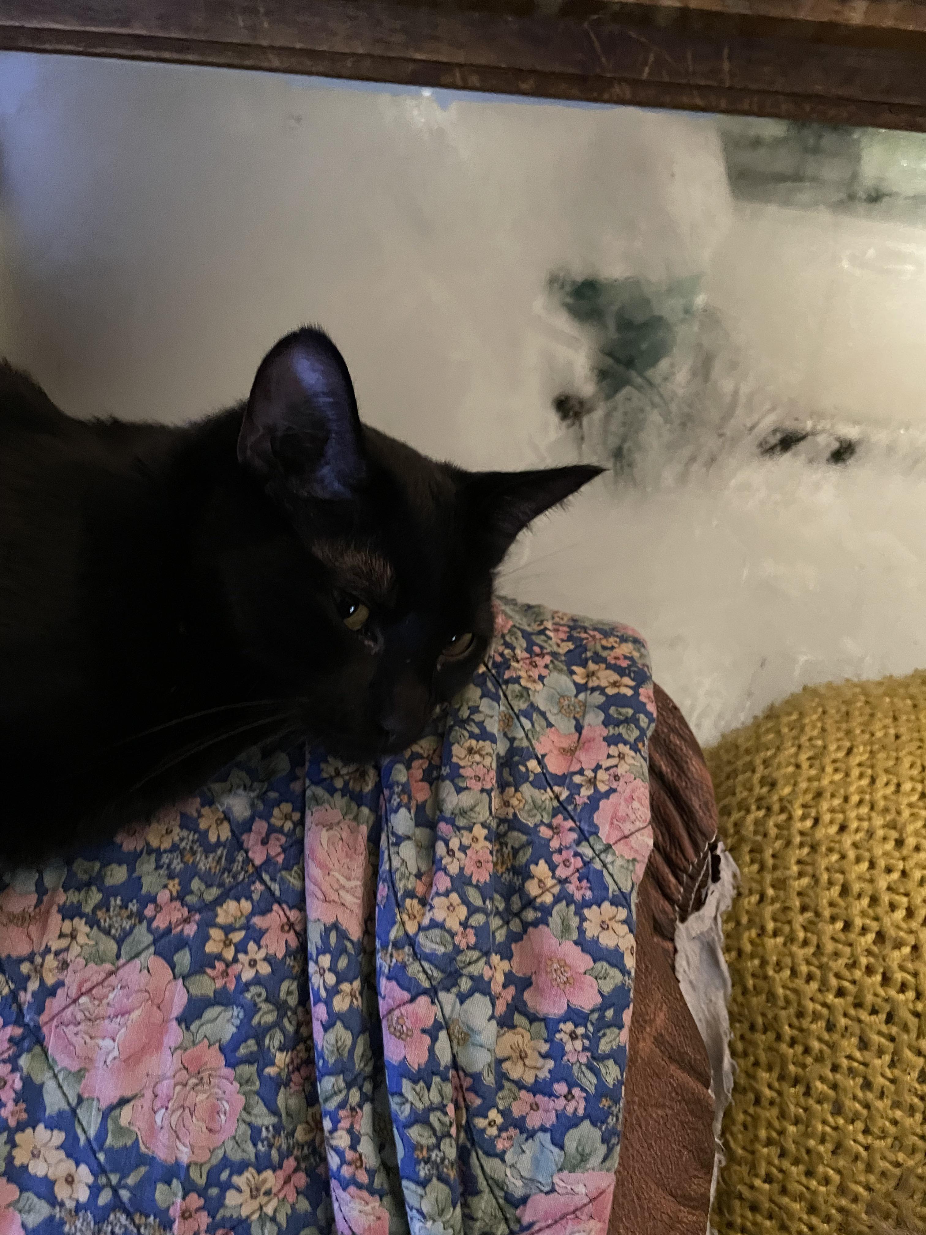 Meet Pepper | Scrolller