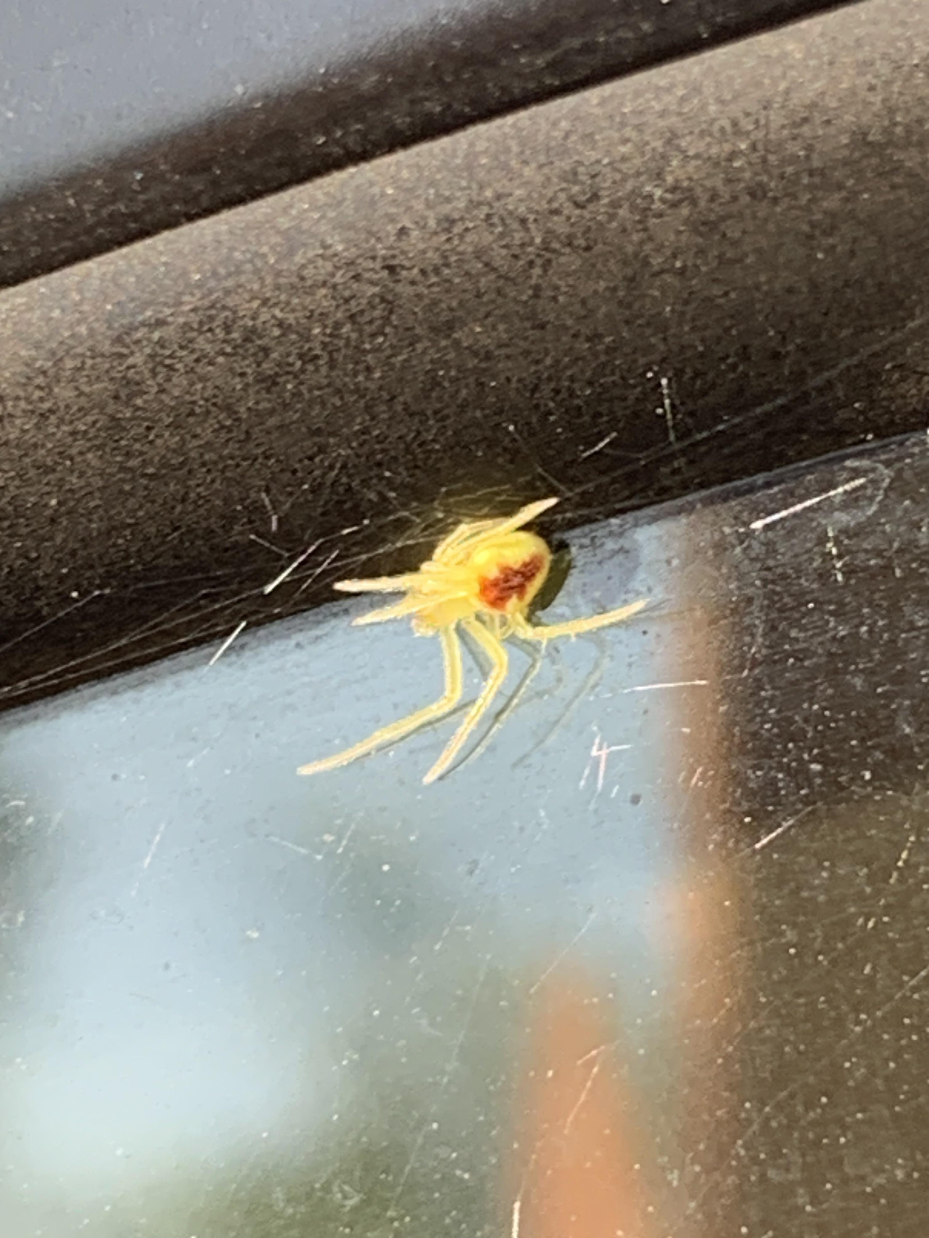 Discover more like Spiders: What is it? and Related Content | Scrolller