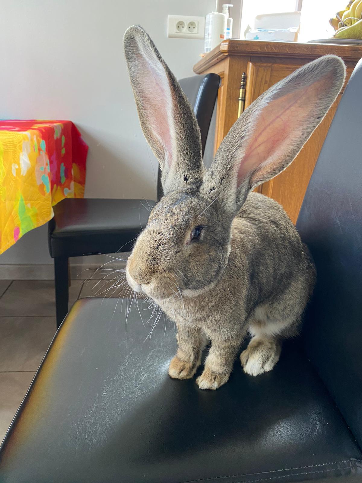 Meet my child Ninou! | Scrolller