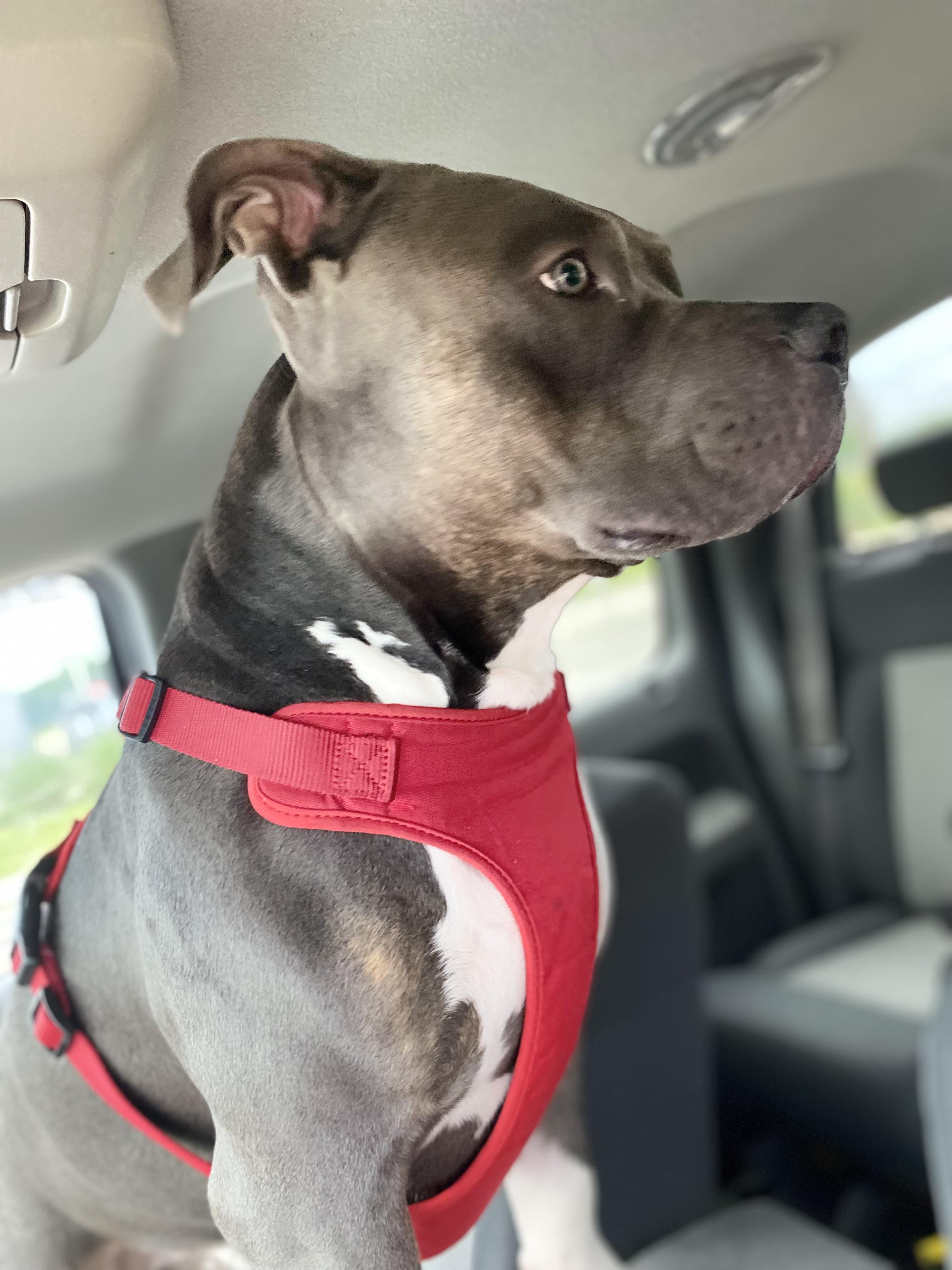 (OC) Landooooo is so handsome | Scrolller