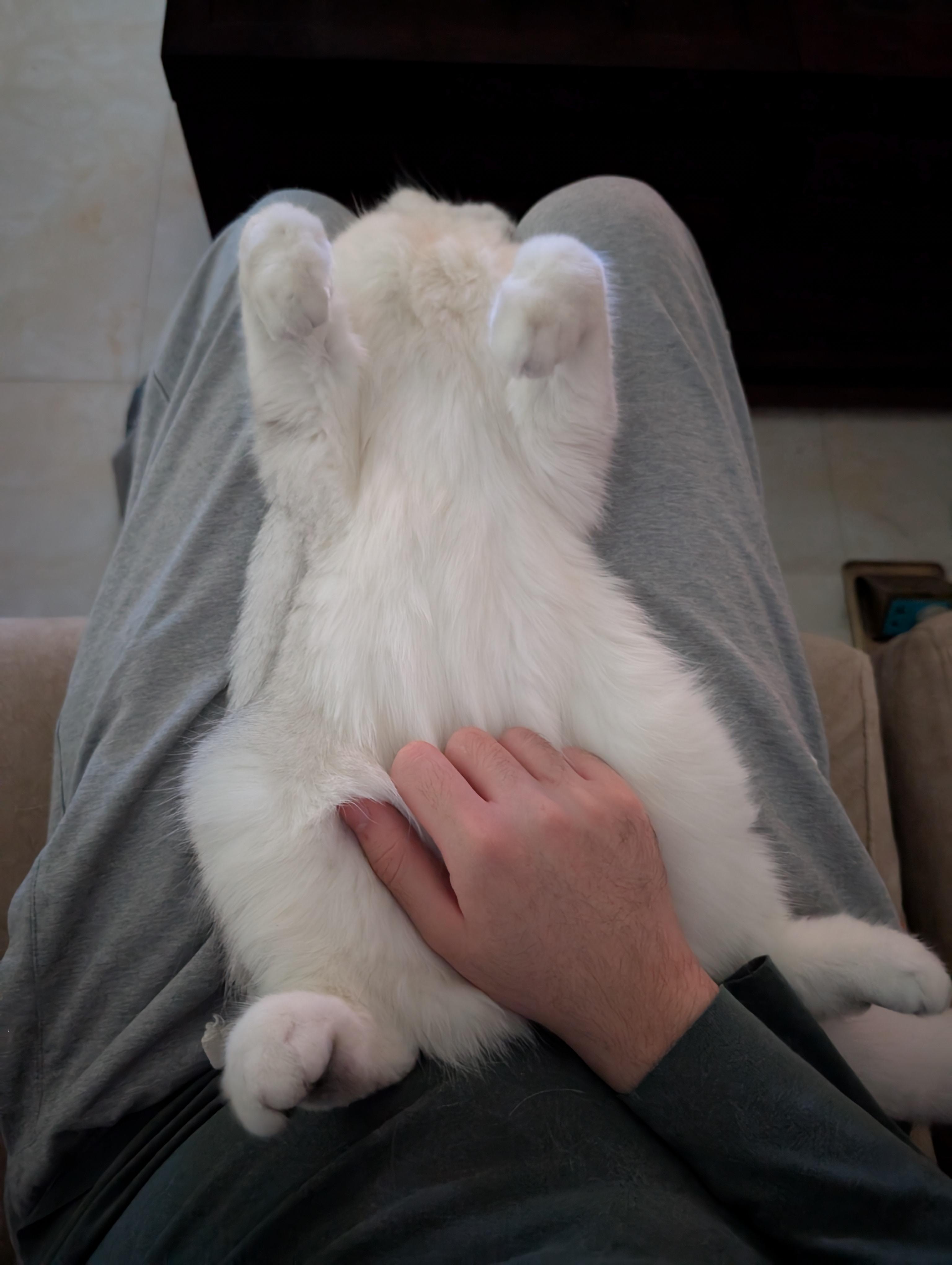 Sleepy Belly Rubs | Scrolller