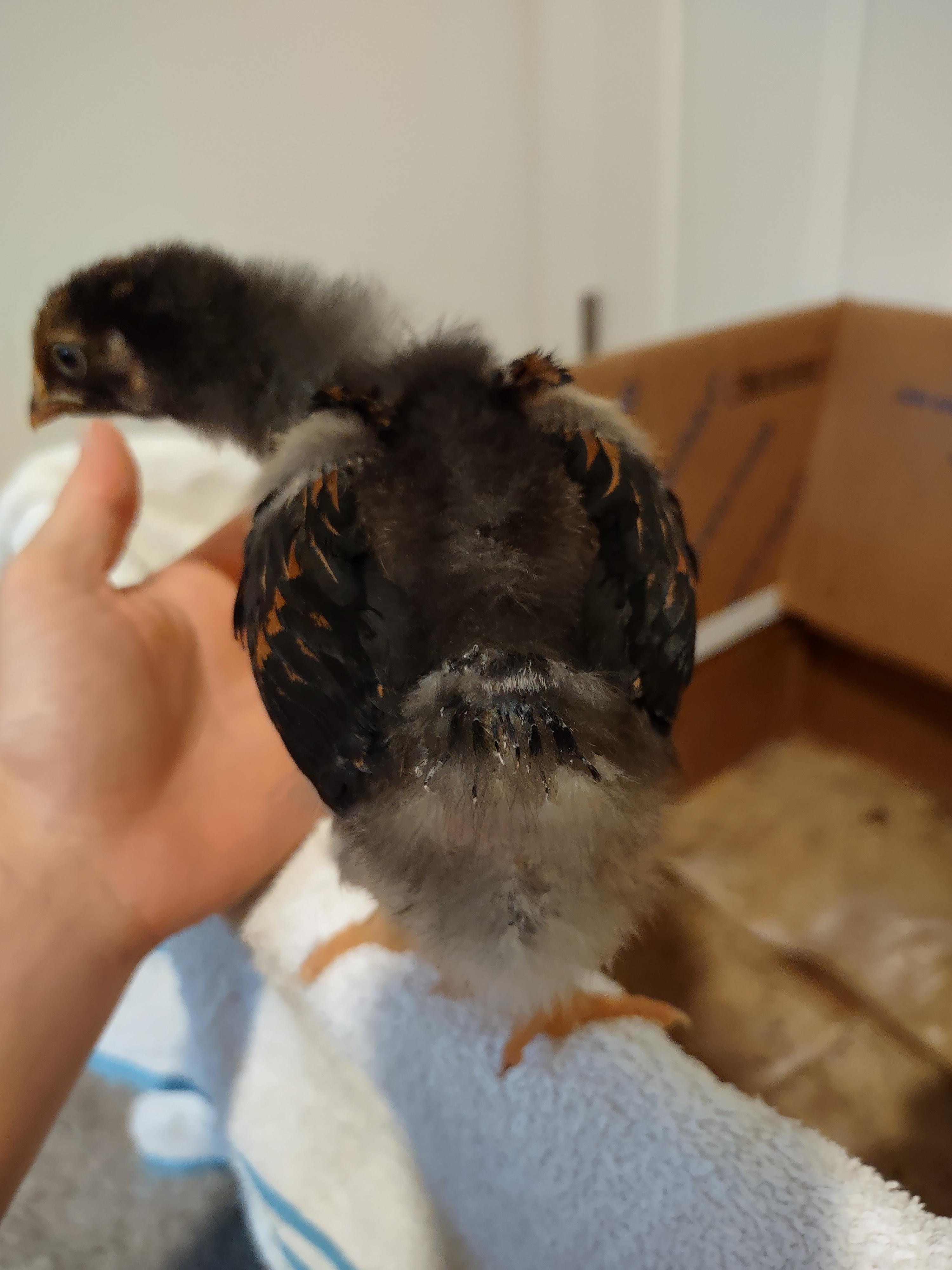 Are these rooster tails coming in? | Scrolller