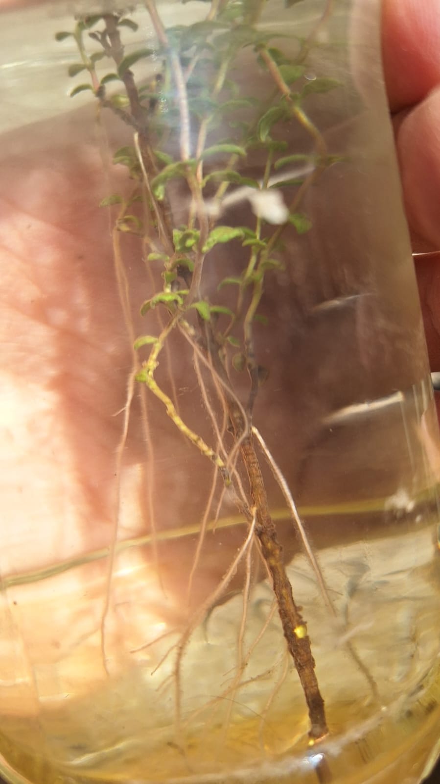 Propagated this thyme cutting yesterday and it seems like it's going to die, what did I do wrong ...