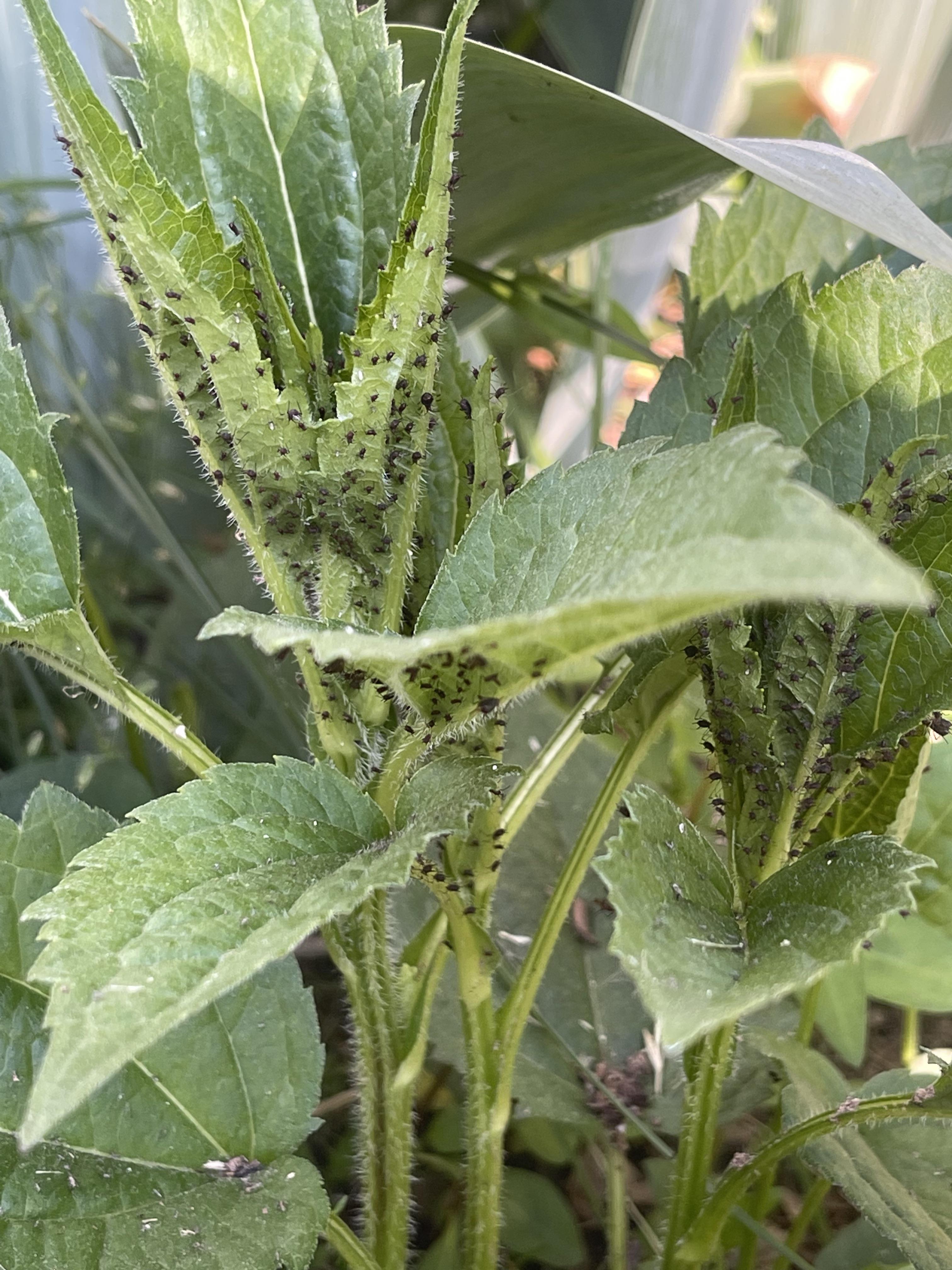 Discover more like Gardening: What are these bugs? and Related Content | Scrolller