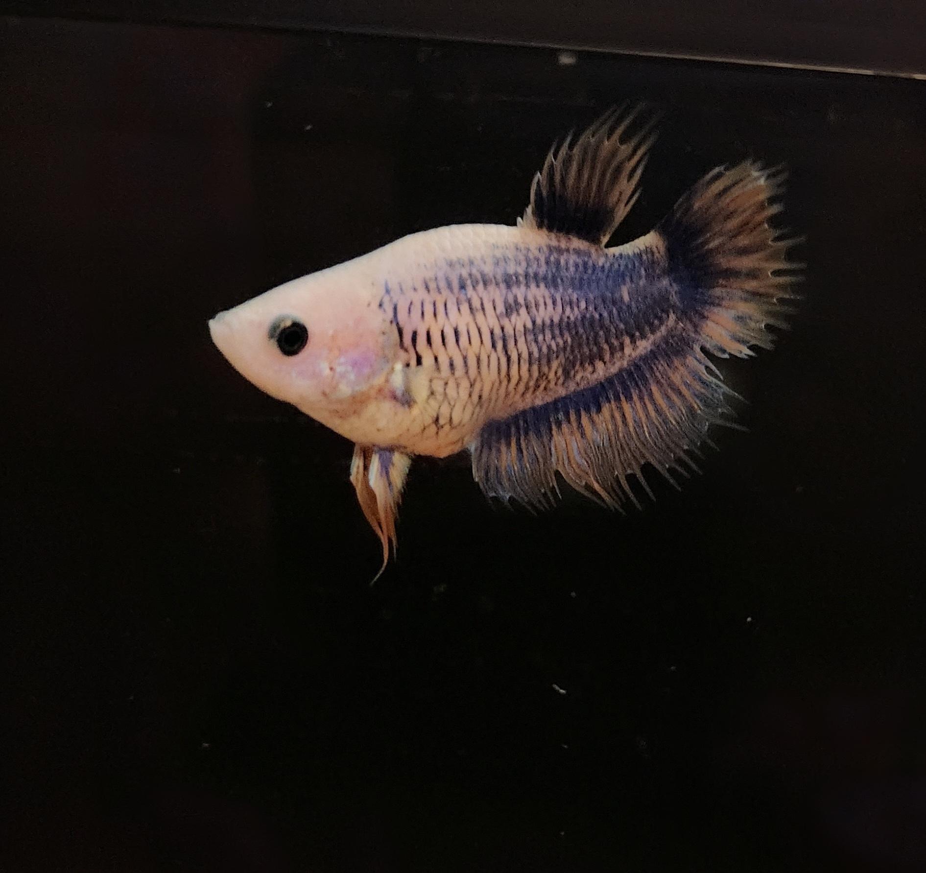 Here's my chonks.. | Scrolller