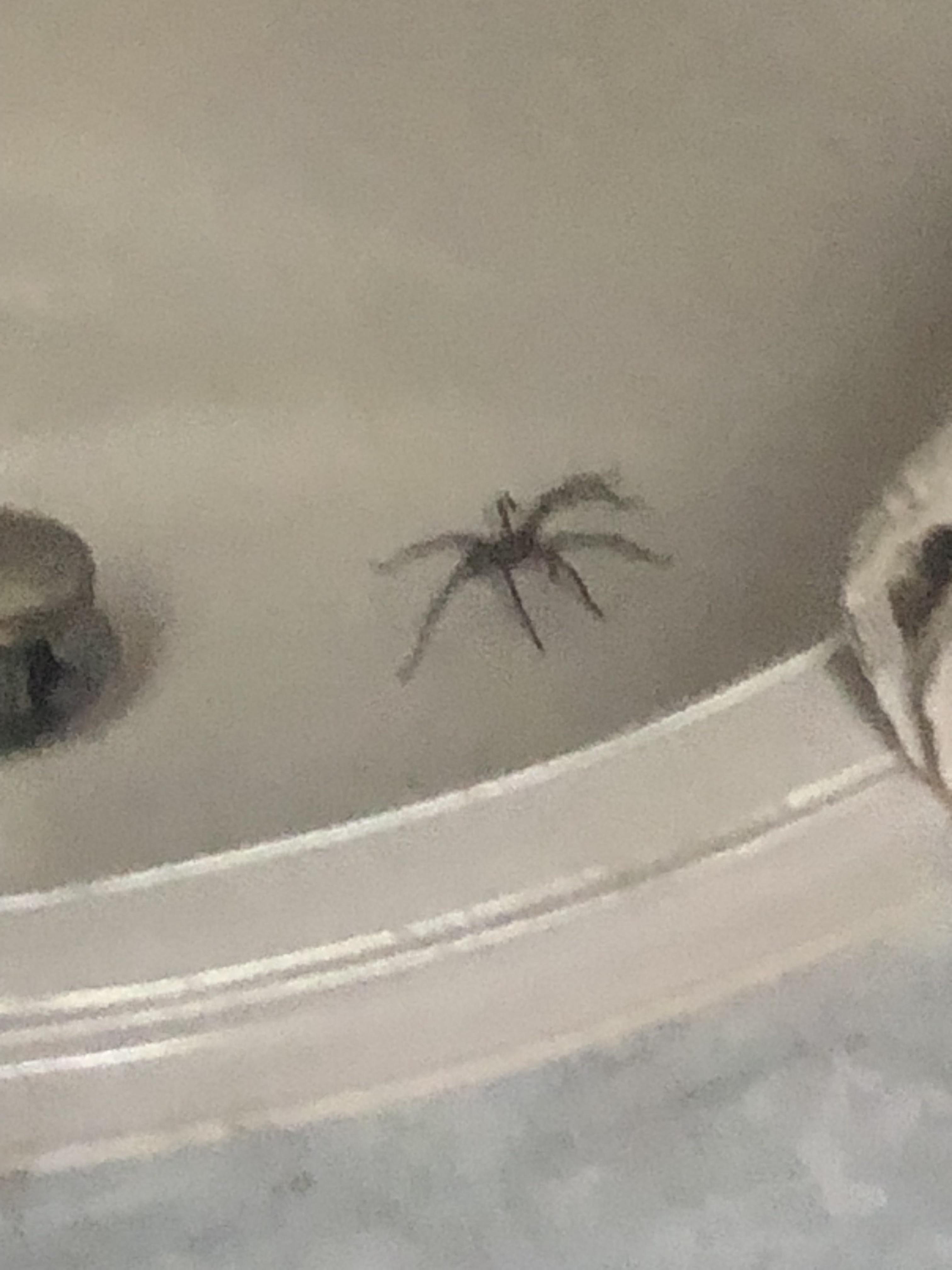 Lysol does kill every thing | Scrolller