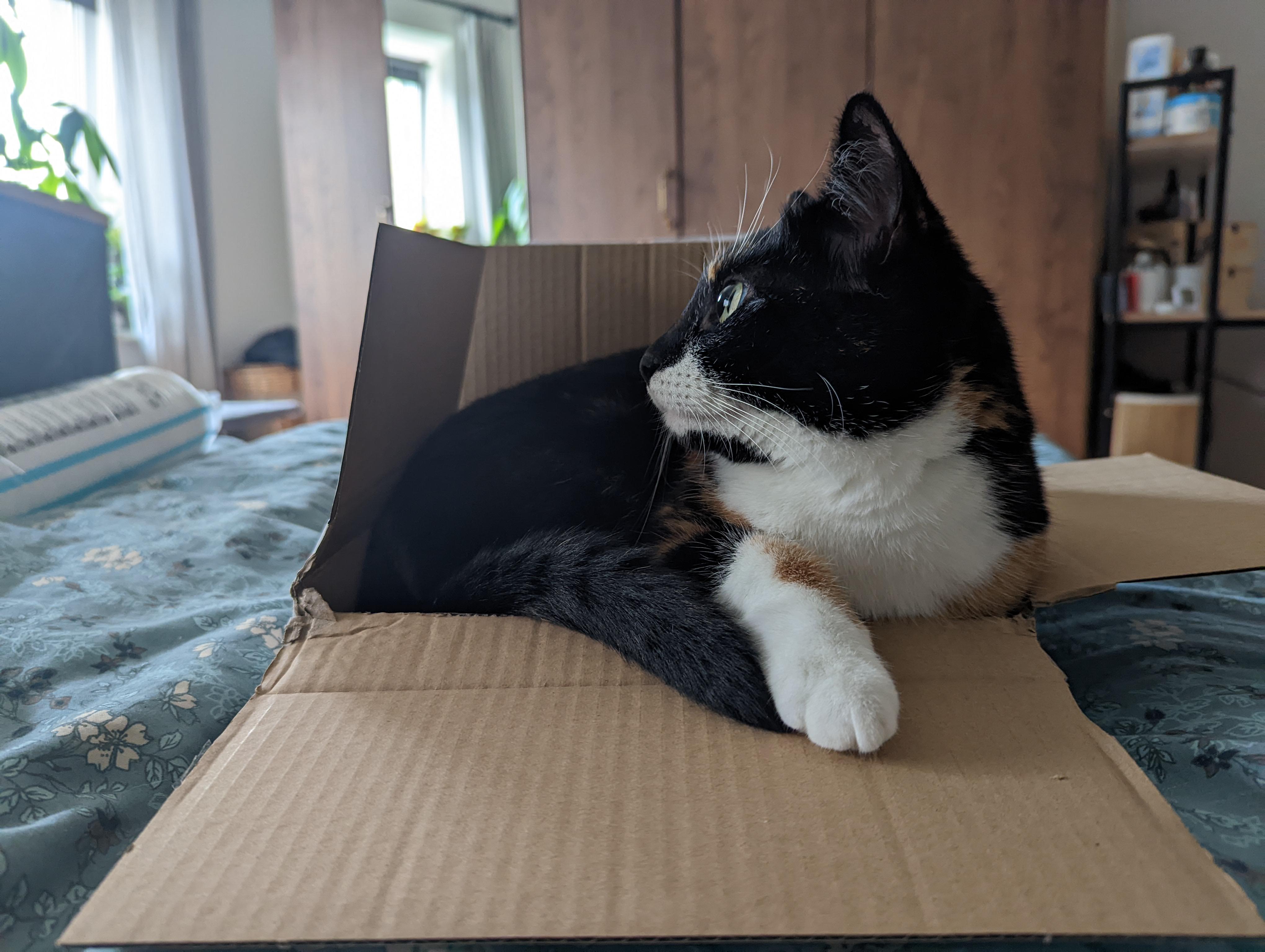 Even tho she barely fits, it worked! | Scrolller