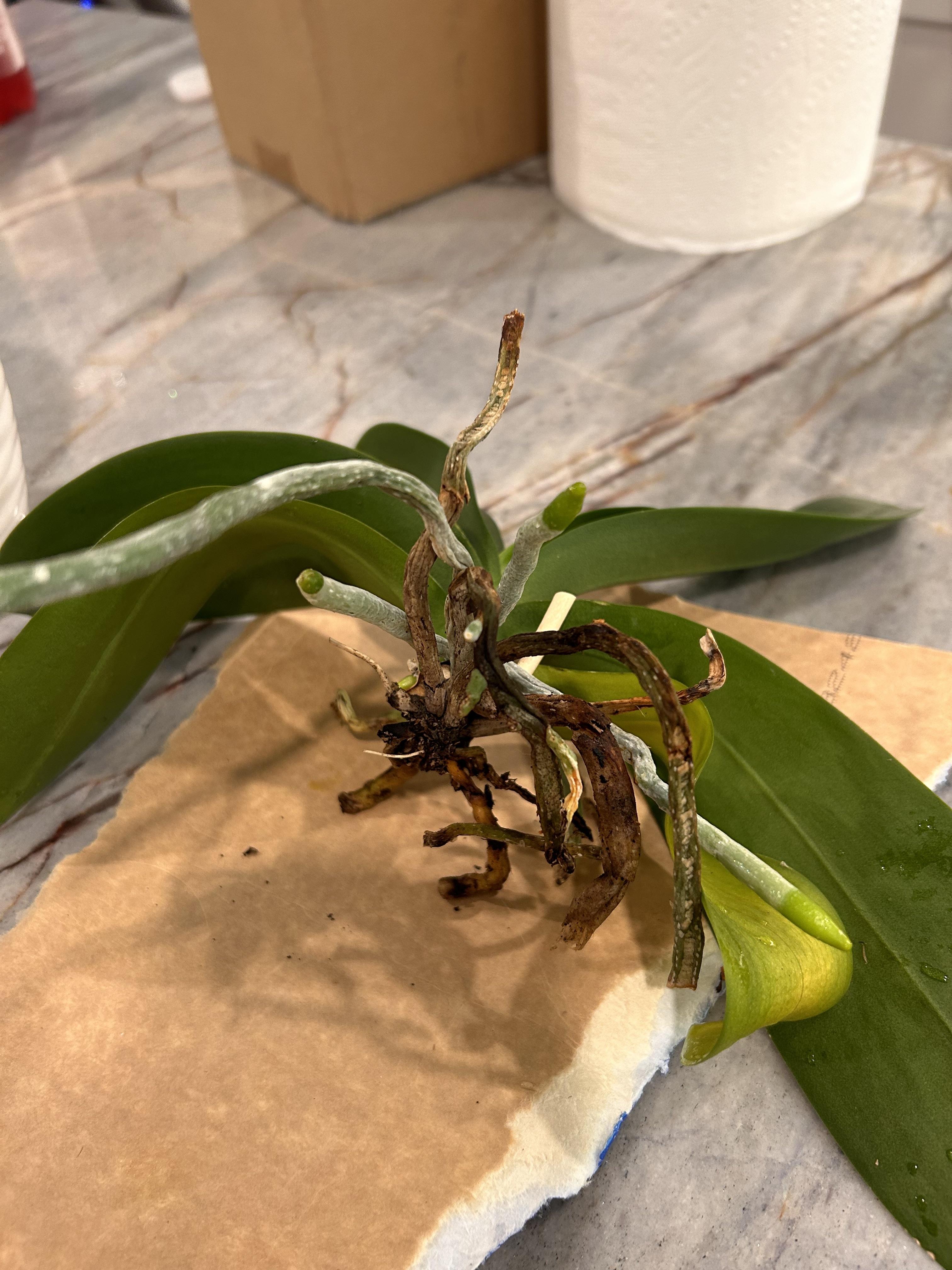 HELP Advice needed - growing new leaves and aerial roots but when I went to transplant almost ...