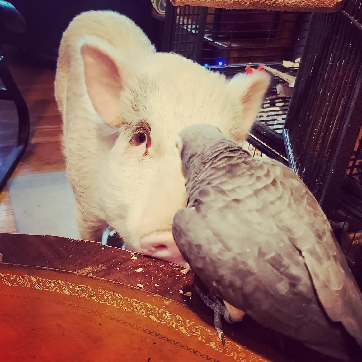 Sharing morning peanuts. | Scrolller