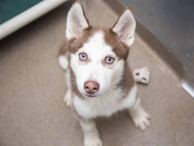 Meet Devin :) | Scrolller