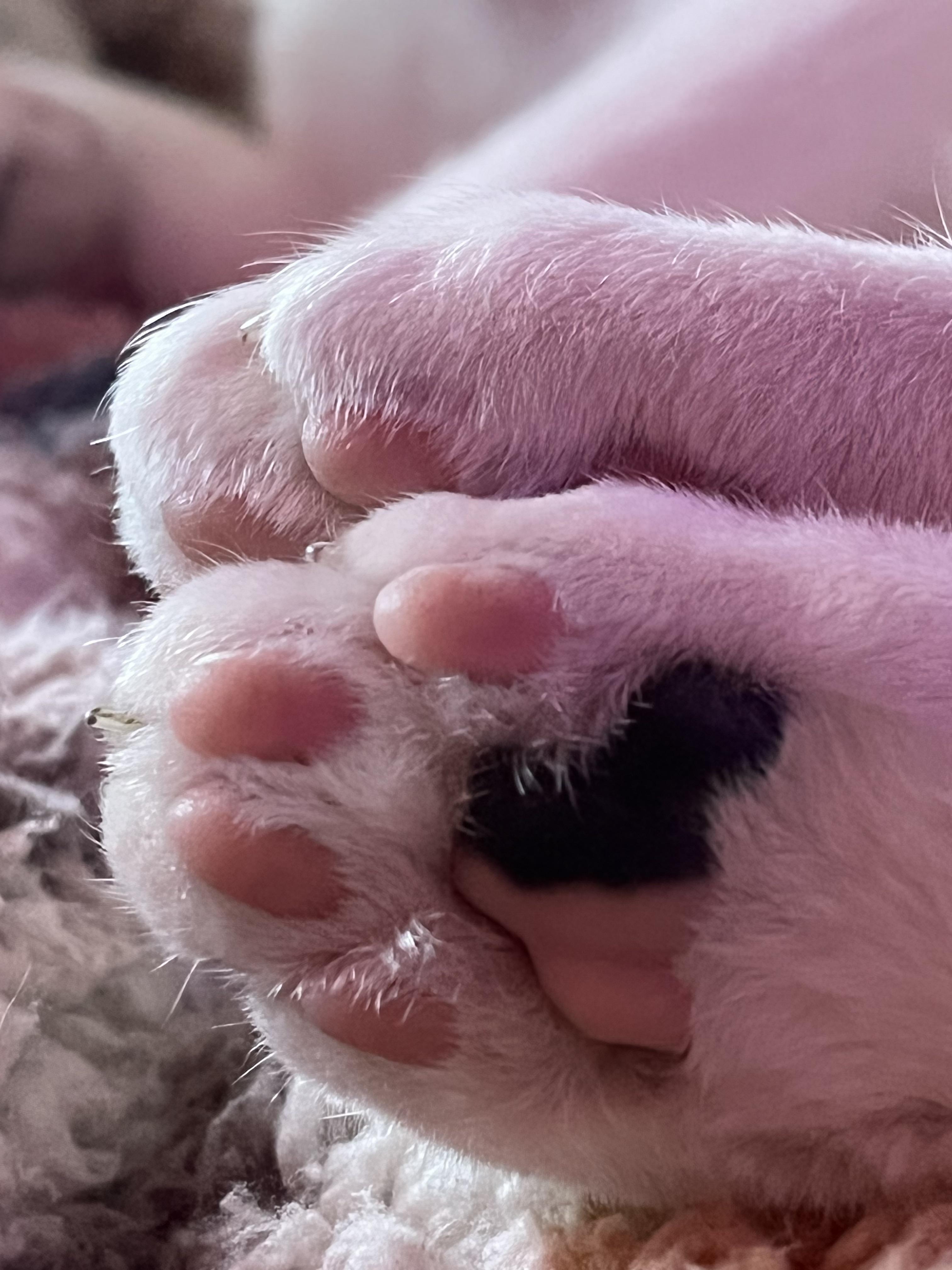 Toe beans | Scrolller