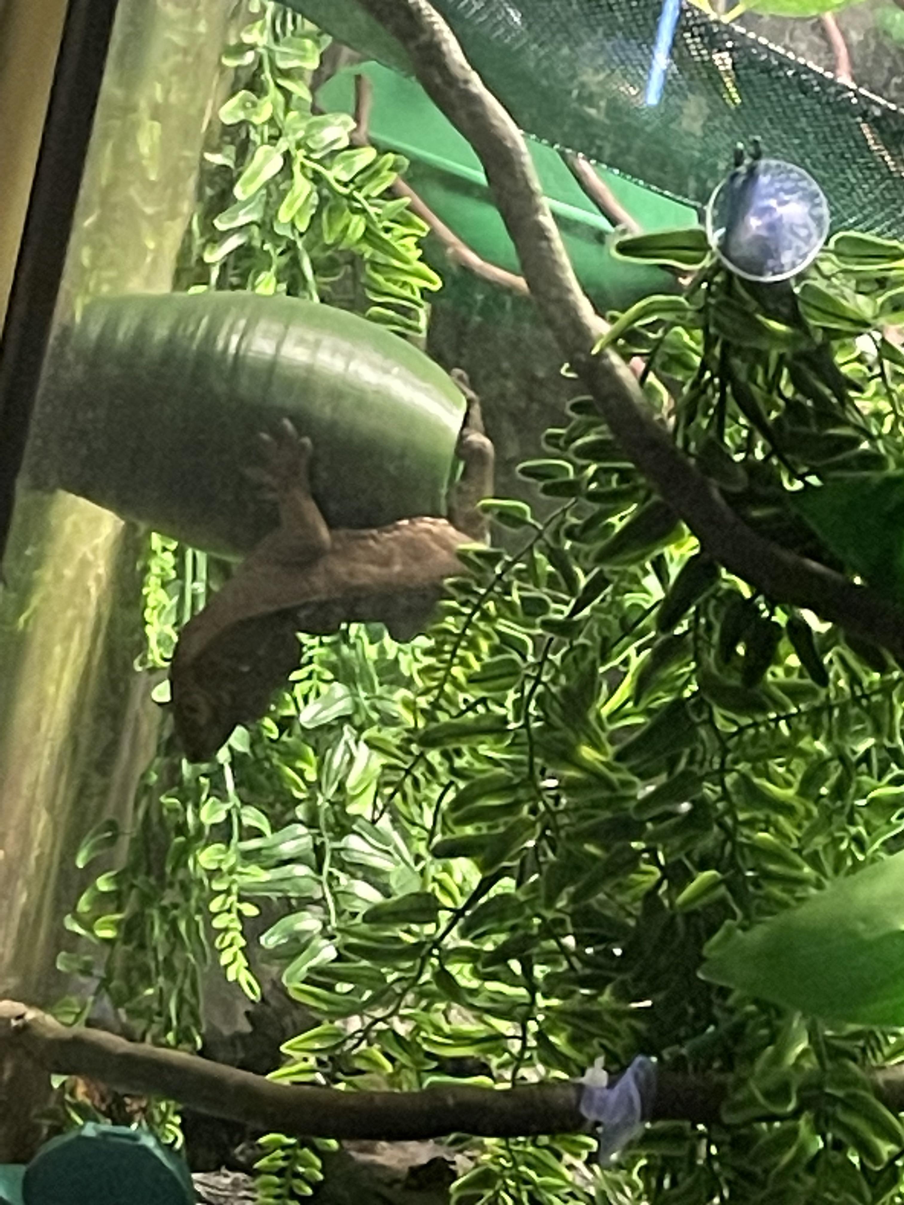 Tank upgrade | Scrolller