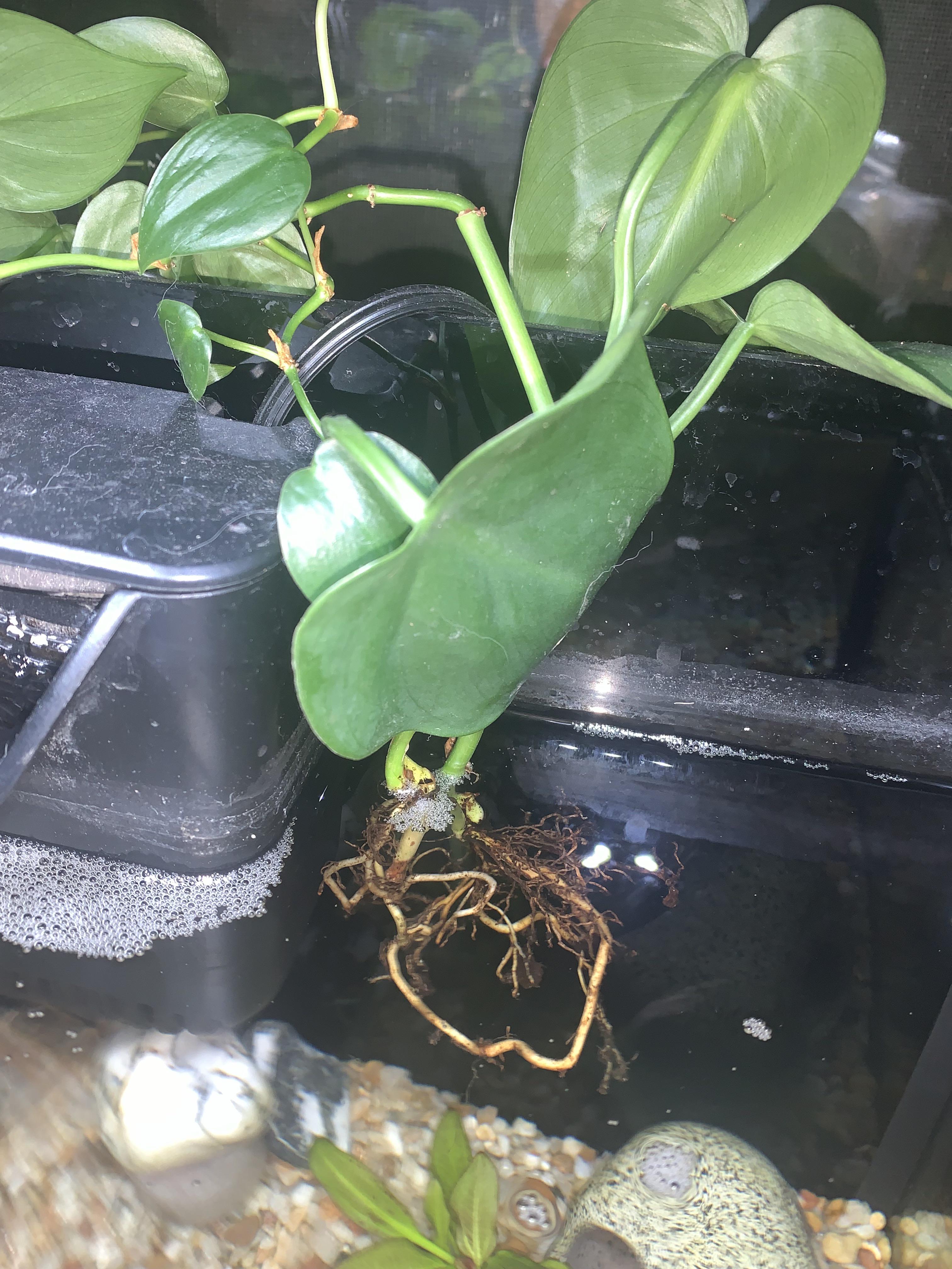 Just put a pothos in my tank. Think it will be okay? | Scrolller