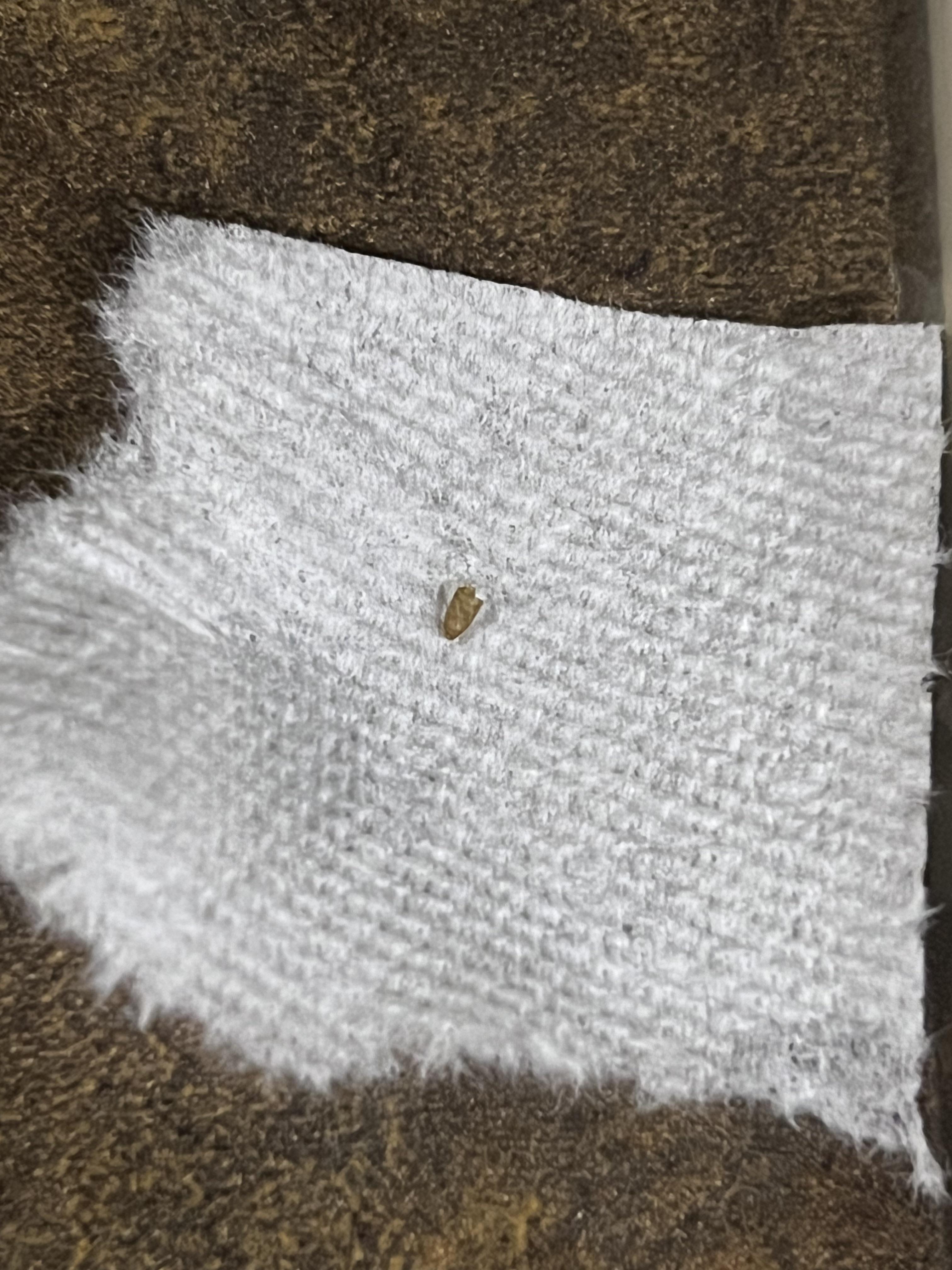 What is this bug casing?? | Scrolller