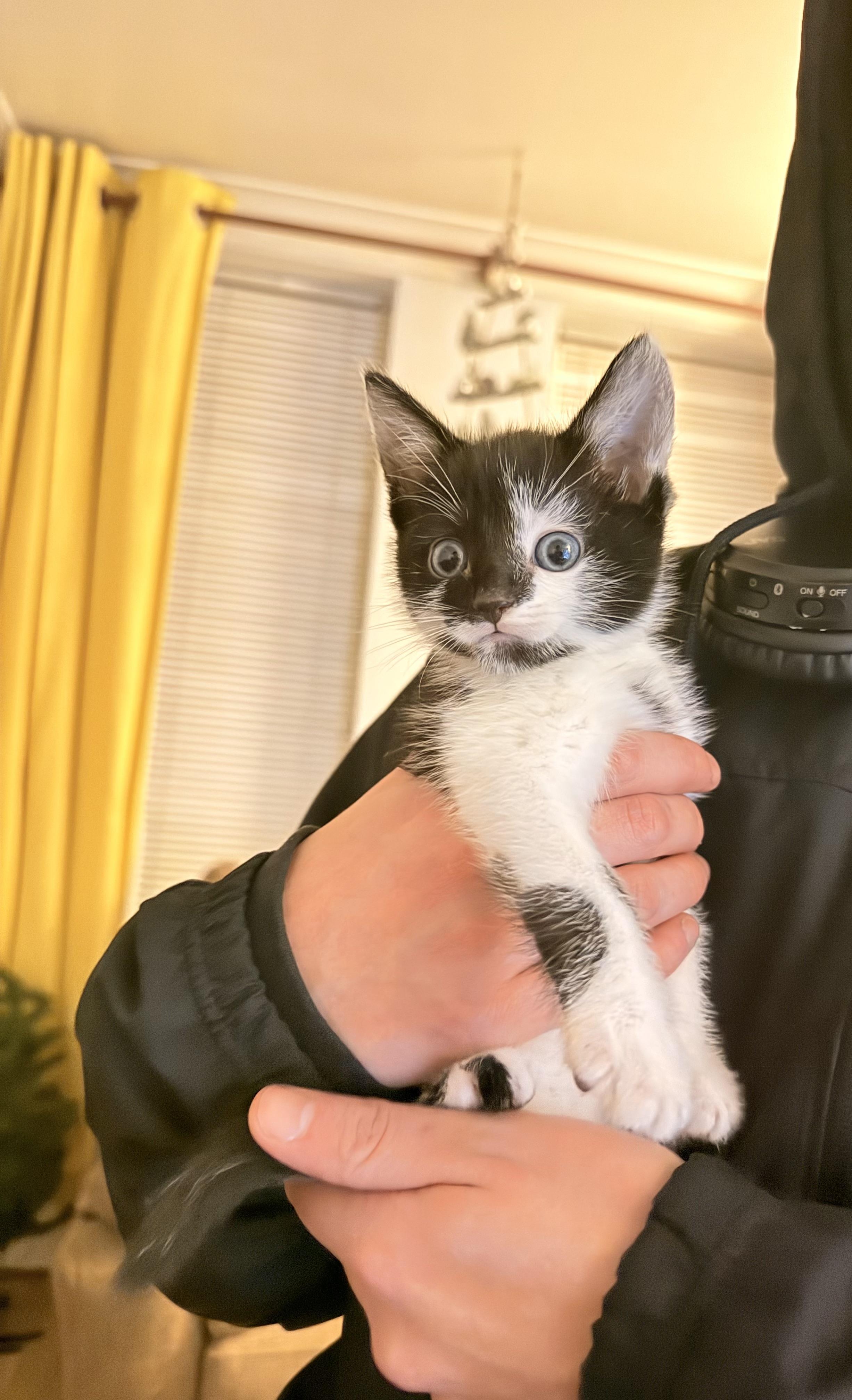 We named him obi, please put him in a fitting scene ☺️🫶 | Scrolller