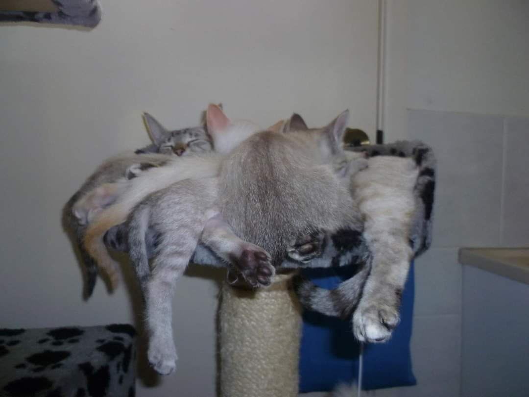 [OC] Give it up kittens, I have the high ground... Oh crap | Scrolller