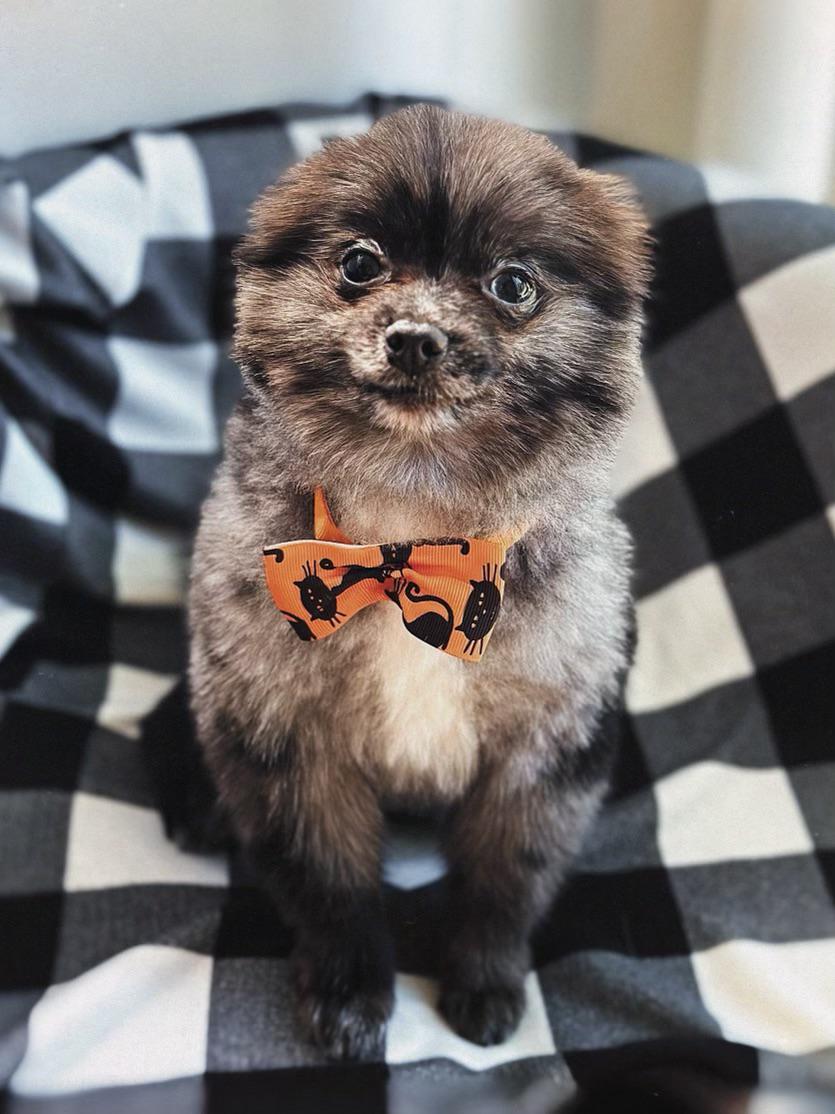 Griffin Wolf | Scrolller