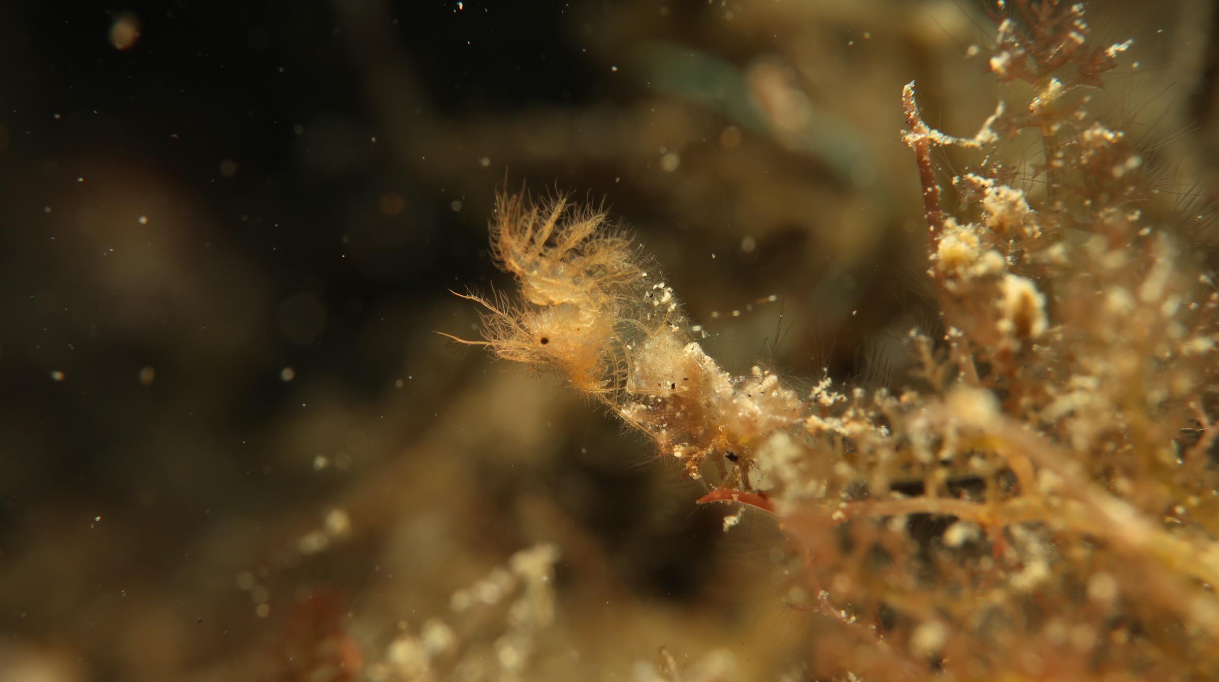 Muck diving in Lembeh | Scrolller
